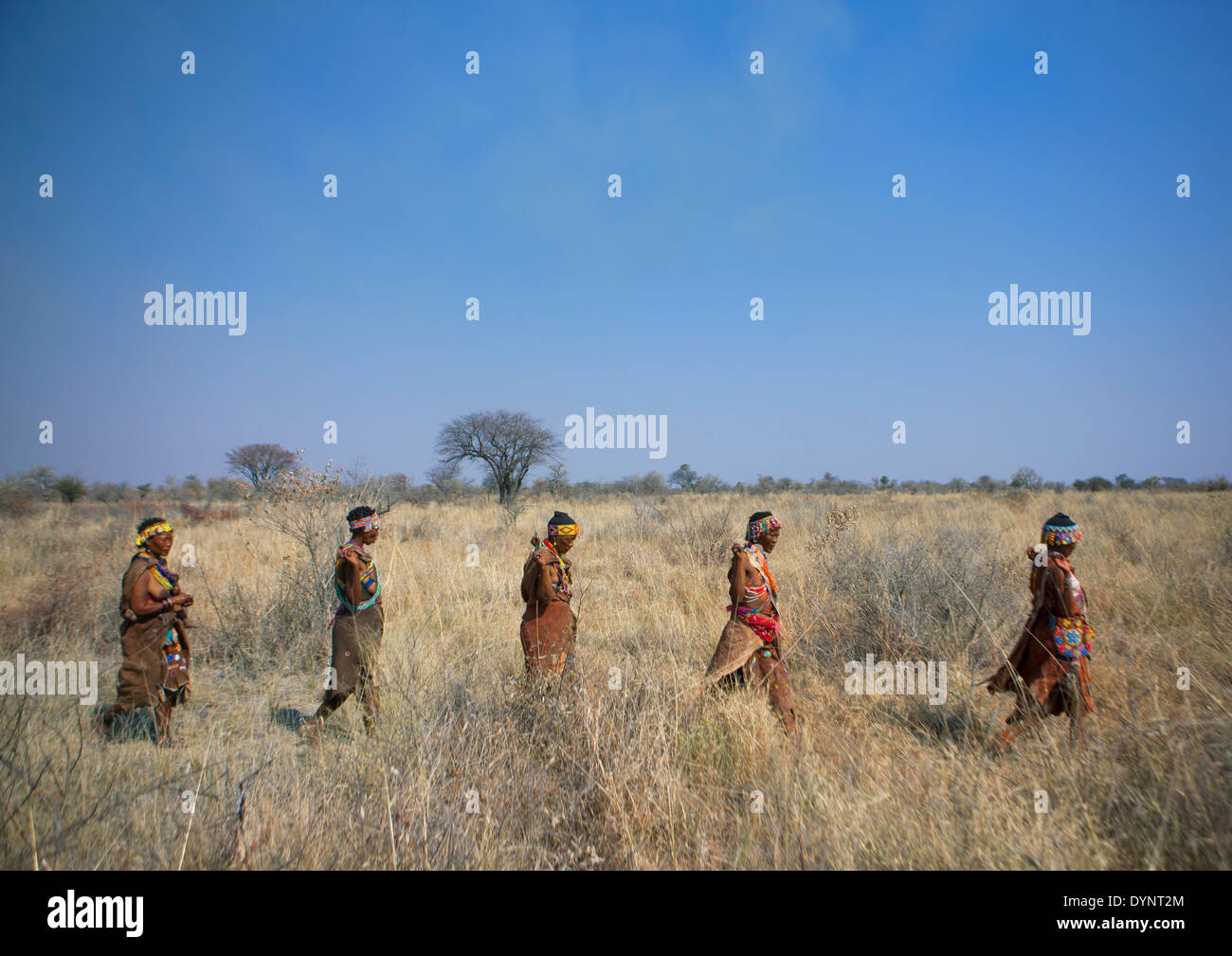 Khoisan hunting hi-res stock photography and images - Alamy
