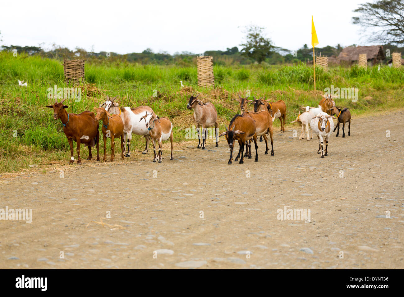 Goats in the Iwahig Prison and Penal Farm in Puerto Princesa, Palawan ...