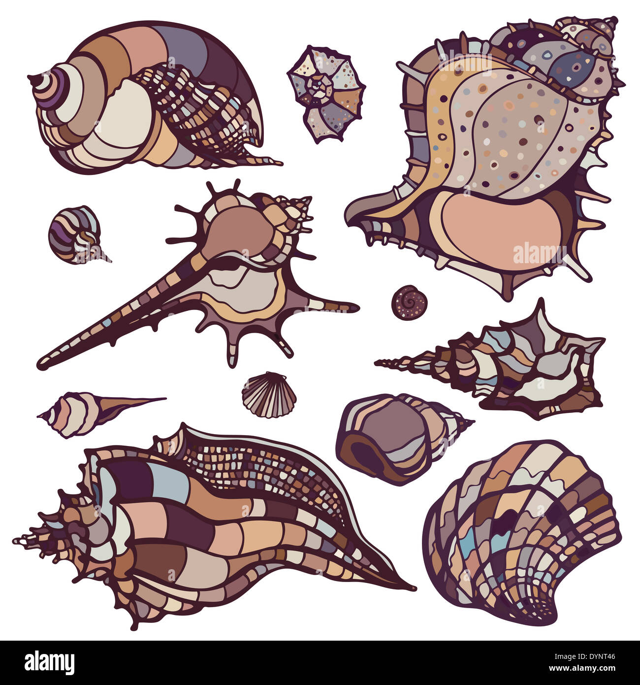 Sea shells set Stock Photo - Alamy
