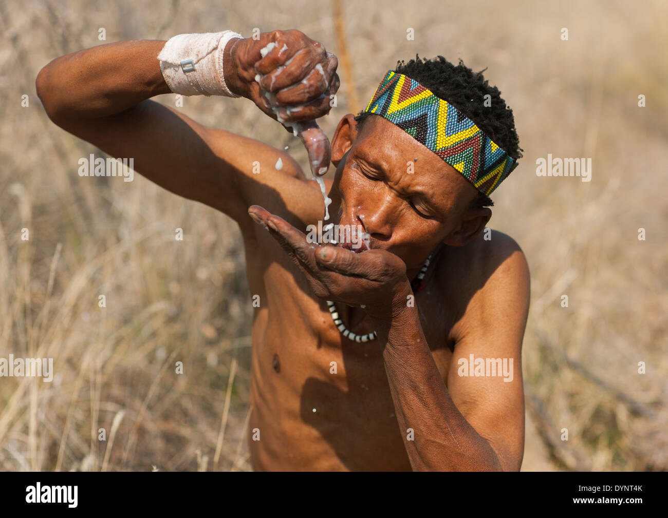 Khoisan Bushman Kalahari Desert Southern High Resolution Stock ...