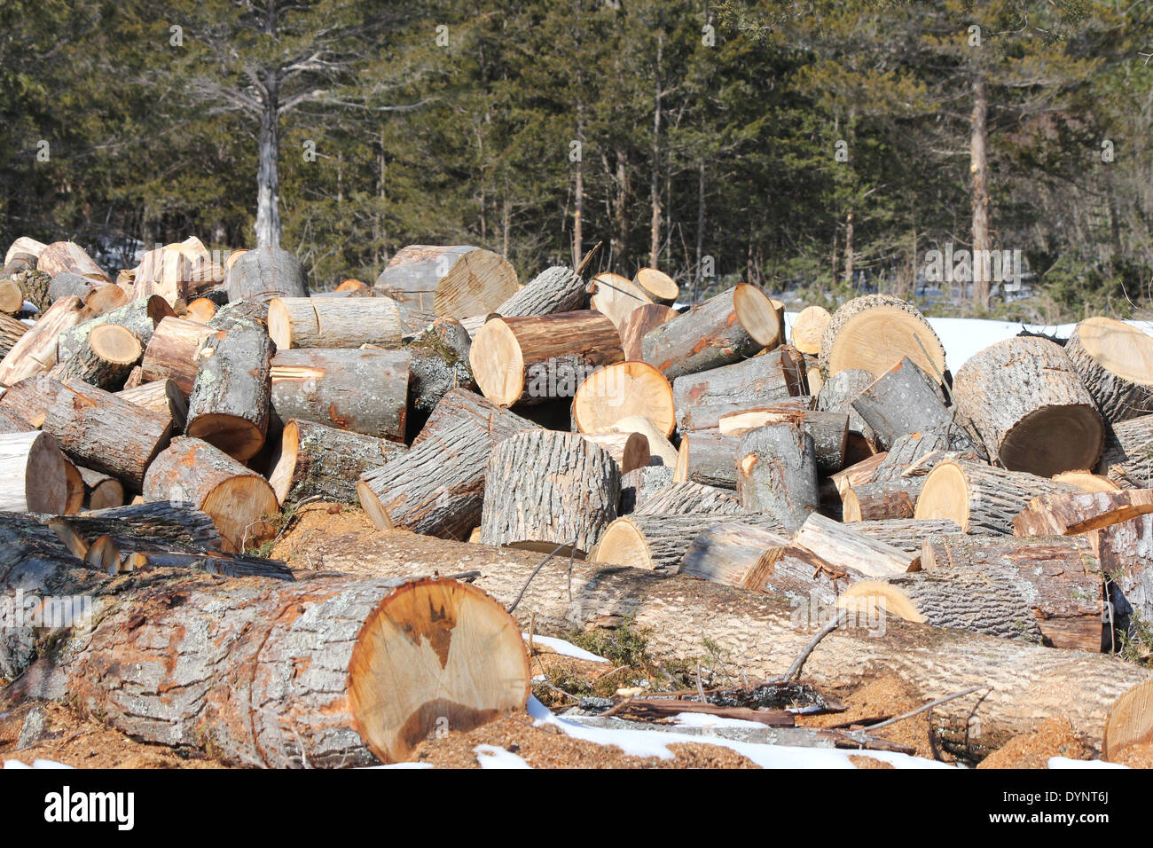 Freshly cut tree into short log lengths ready for splitting into ...