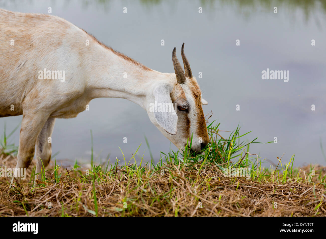 Goat in the Iwahig Prison and Penal Farm in Puerto Princesa, Palawan ...