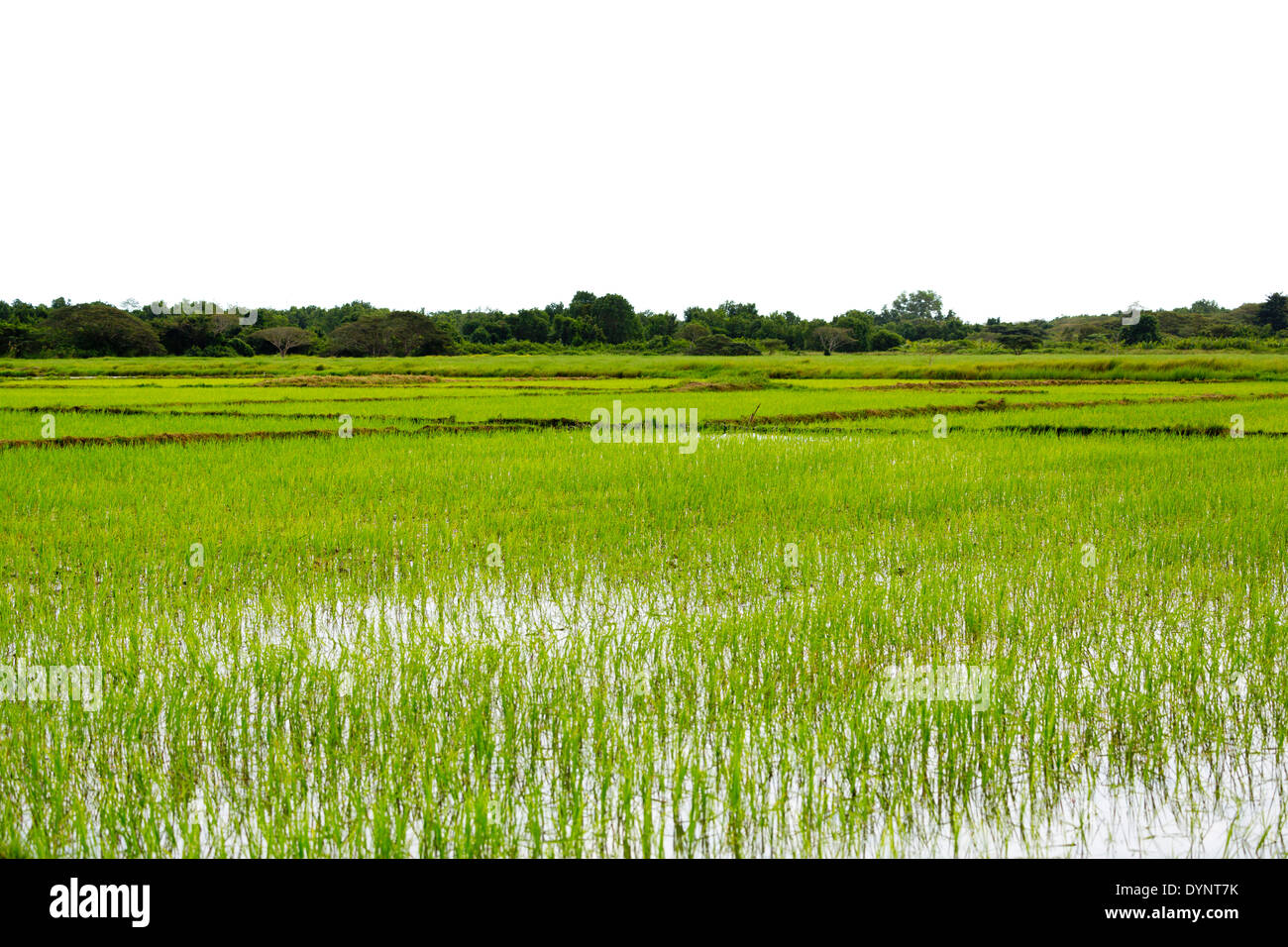 Rice Field in Puerto Princesa, Palawan, Philippines Stock Photo - Alamy