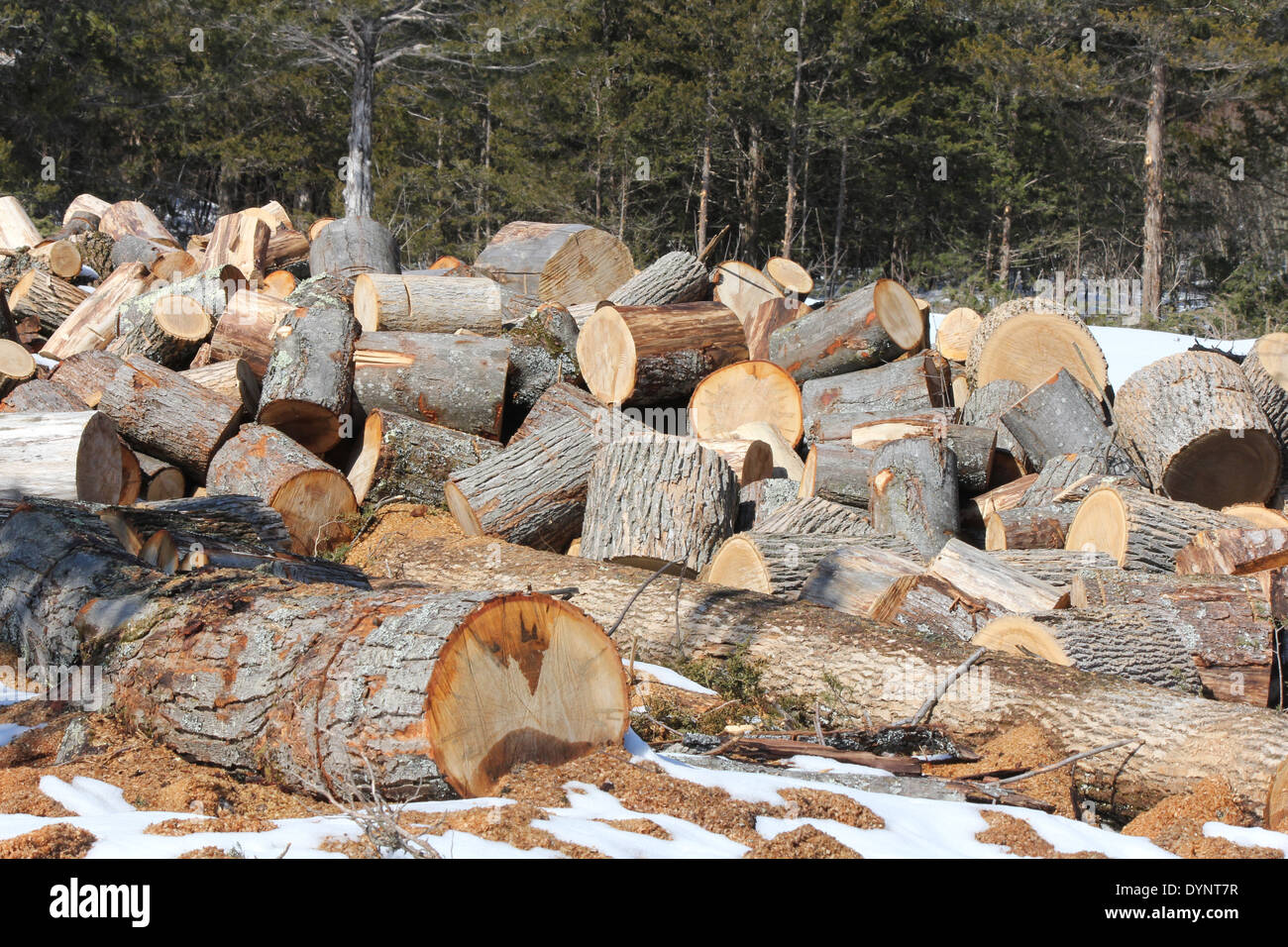 Short log hi-res stock photography and images - Alamy