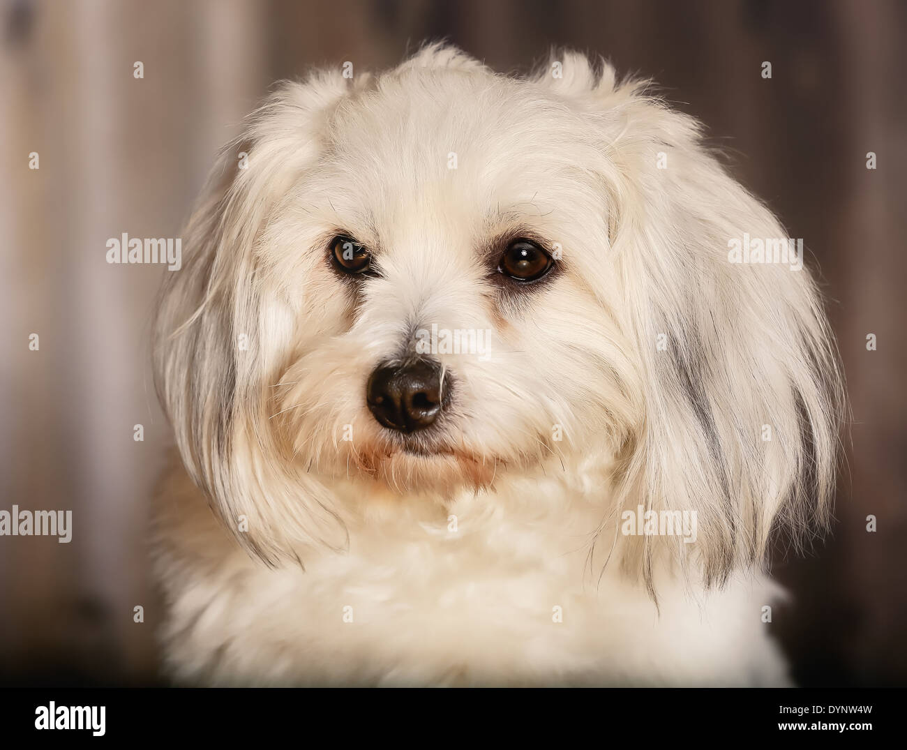 Coton de tulear hi-res stock photography and images - Alamy