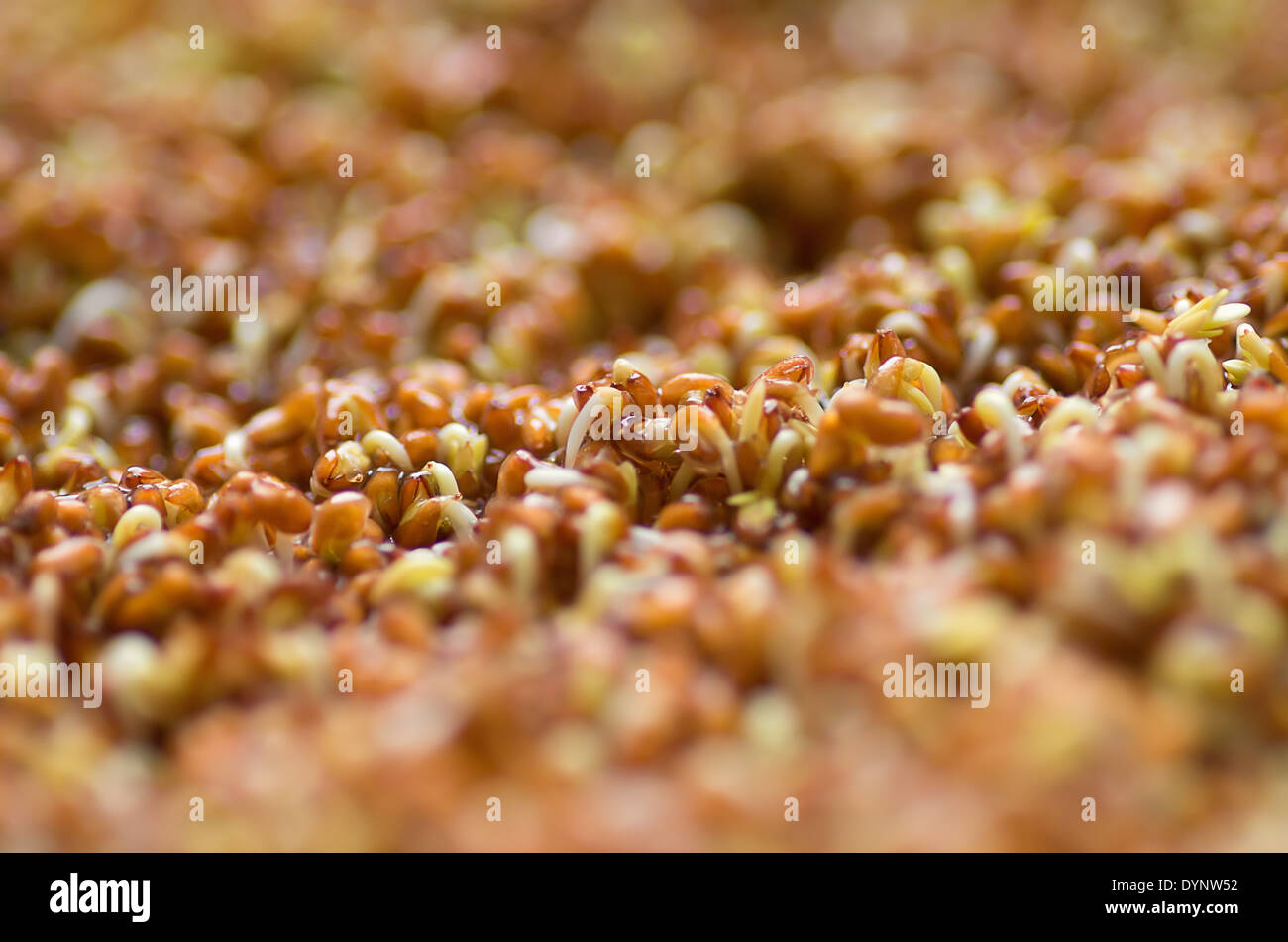 Cress seeds hi-res stock photography and images - Alamy