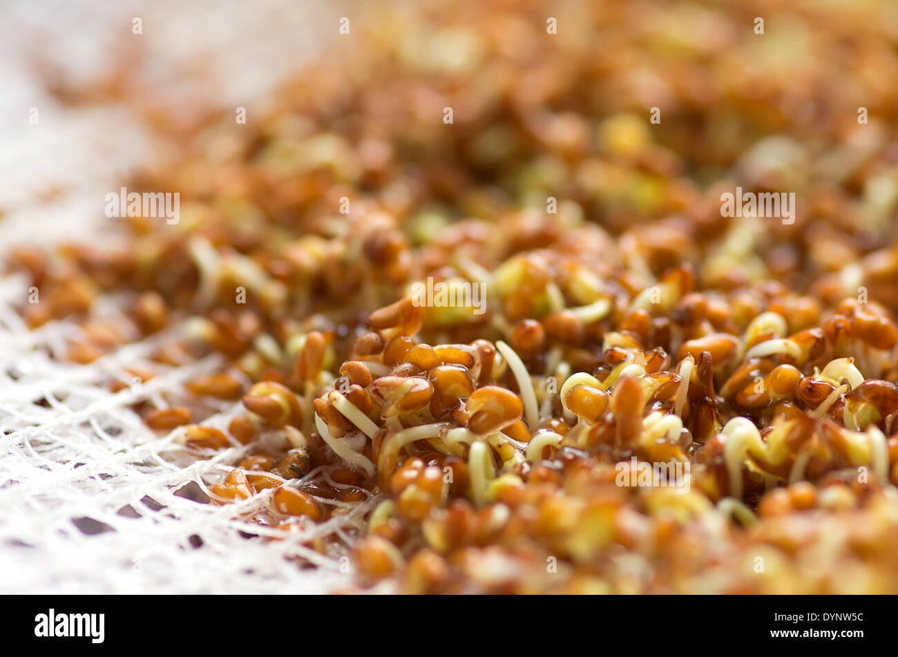 Young germinated cress seeds Stock Photo - Alamy