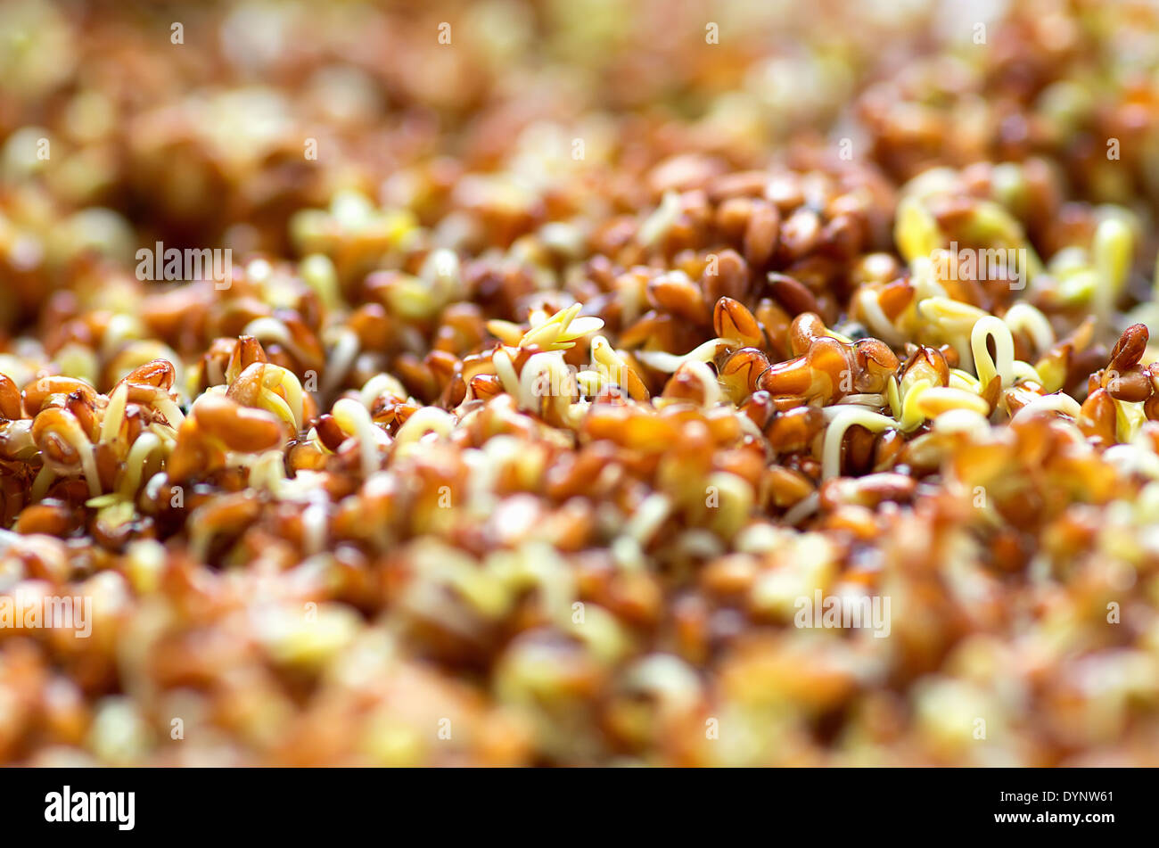 Cress seeds hi-res stock photography and images - Alamy