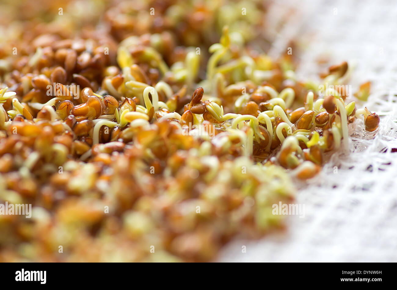 Watercress plant hi-res stock photography and images - Alamy