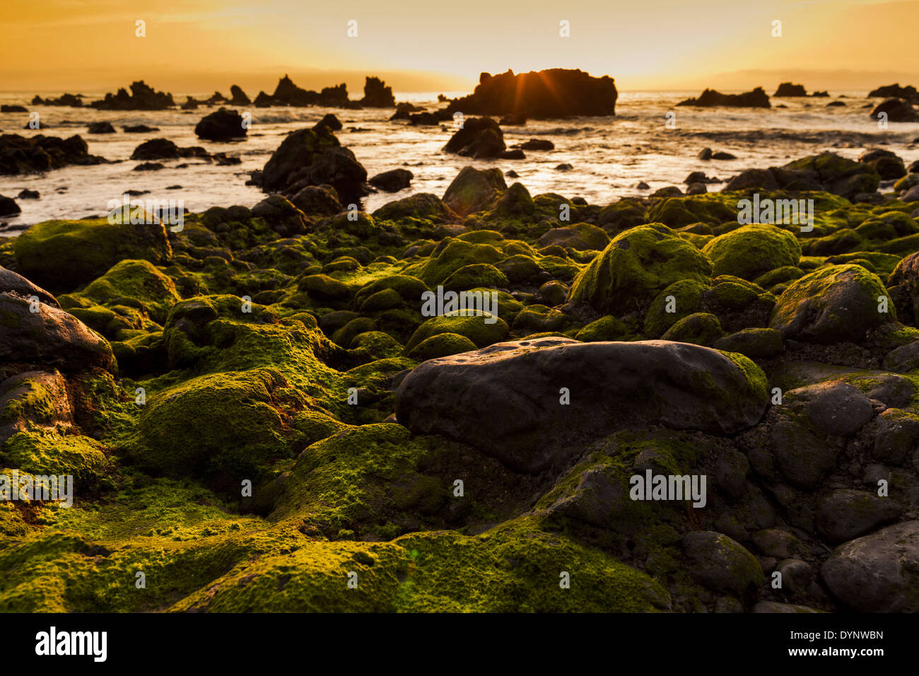 Algae on rocks hi-res stock photography and images - Alamy