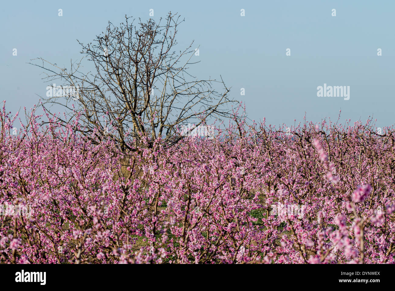 Field of Peach trees (Prunus persica) flowered in early Spring, Fraga ...