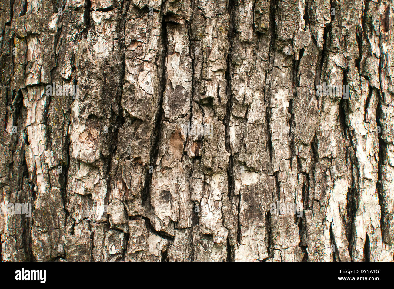 Old weathered cedar tree bark closeup as background Stock Photo - Alamy