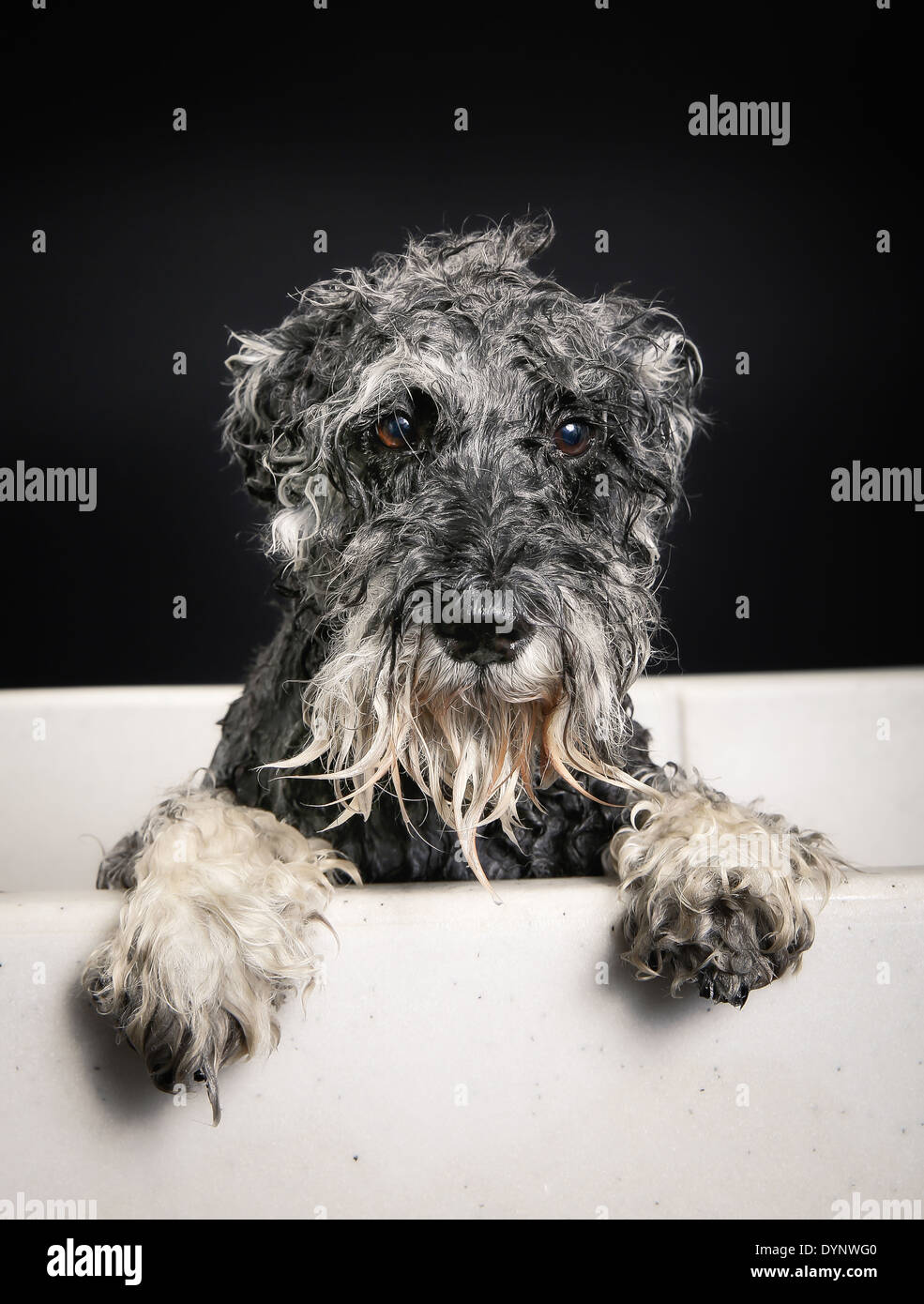 Studio shot of purebred Schnauzer dog during dog shower in bathtub ...