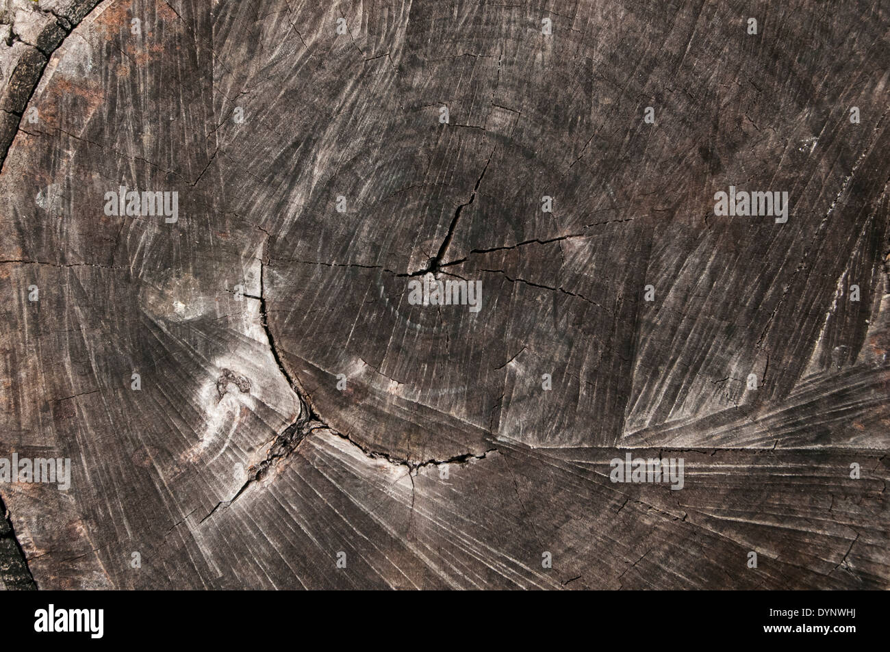 Weathered walnut log Stock Photo - Alamy