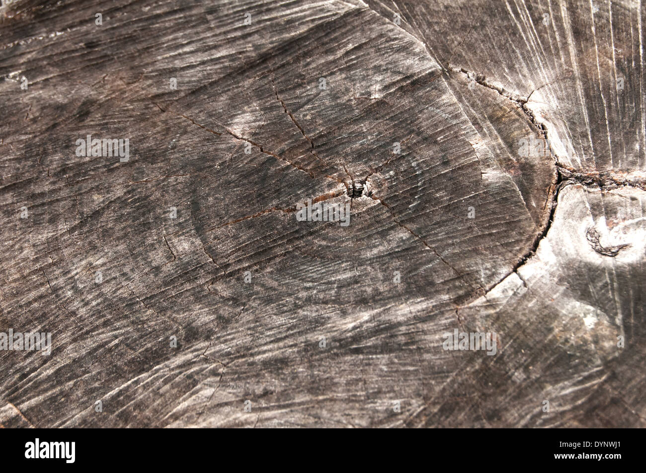 Weathered walnut log Stock Photo - Alamy