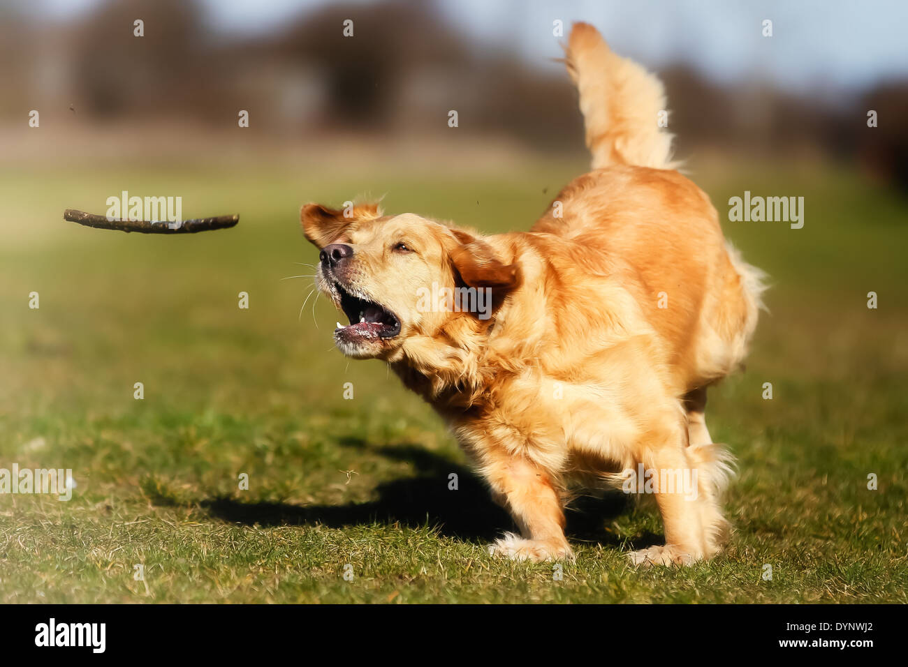 Golden retriever trying to catch a stick outside during summer time ...