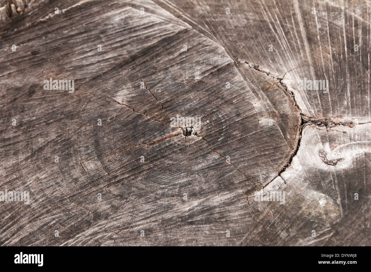 Weathered walnut log hi-res stock photography and images - Alamy