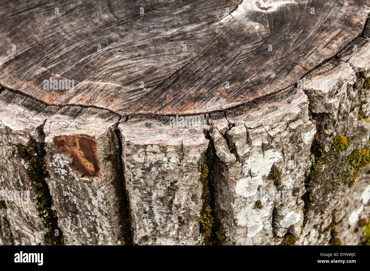 Walnut weathered log detail Stock Photo - Alamy