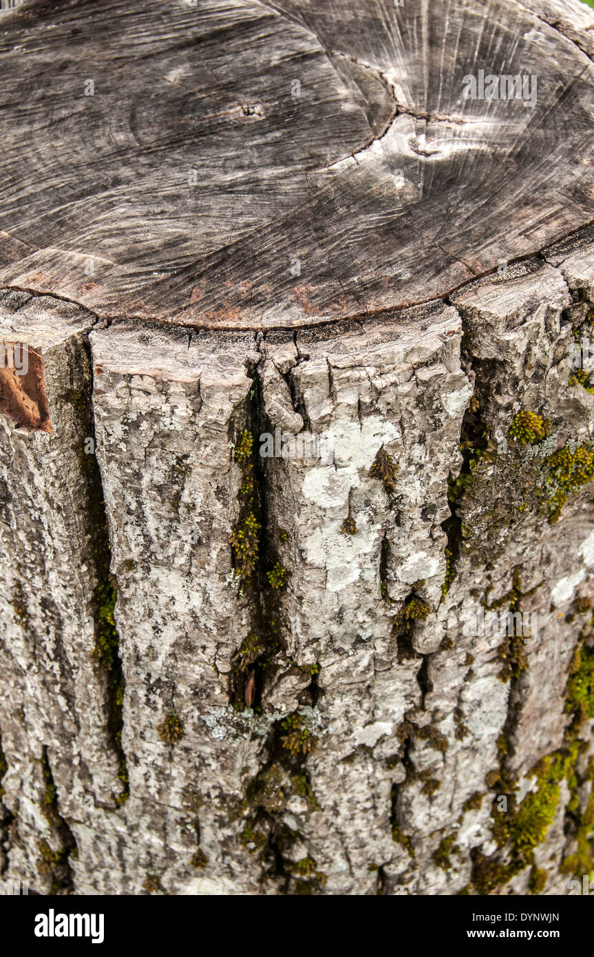 Walnut weathered log detail Stock Photo - Alamy