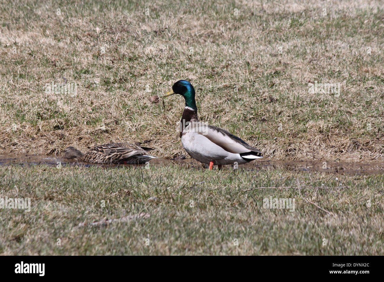 Mallard (Drake) on guard while Mallard (Hen) forages in ditch Stock ...