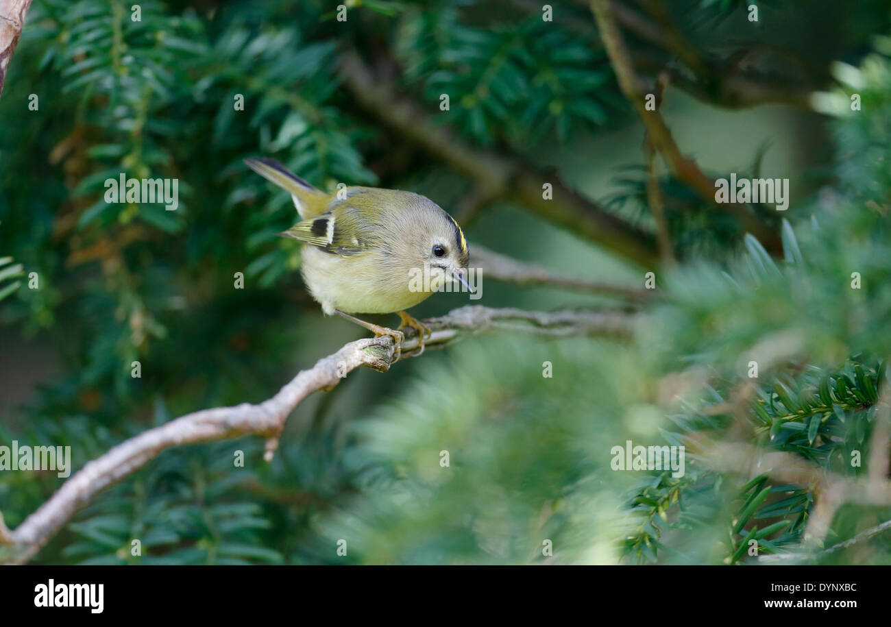 Regulus Regulus High Resolution Stock Photography and Images - Alamy