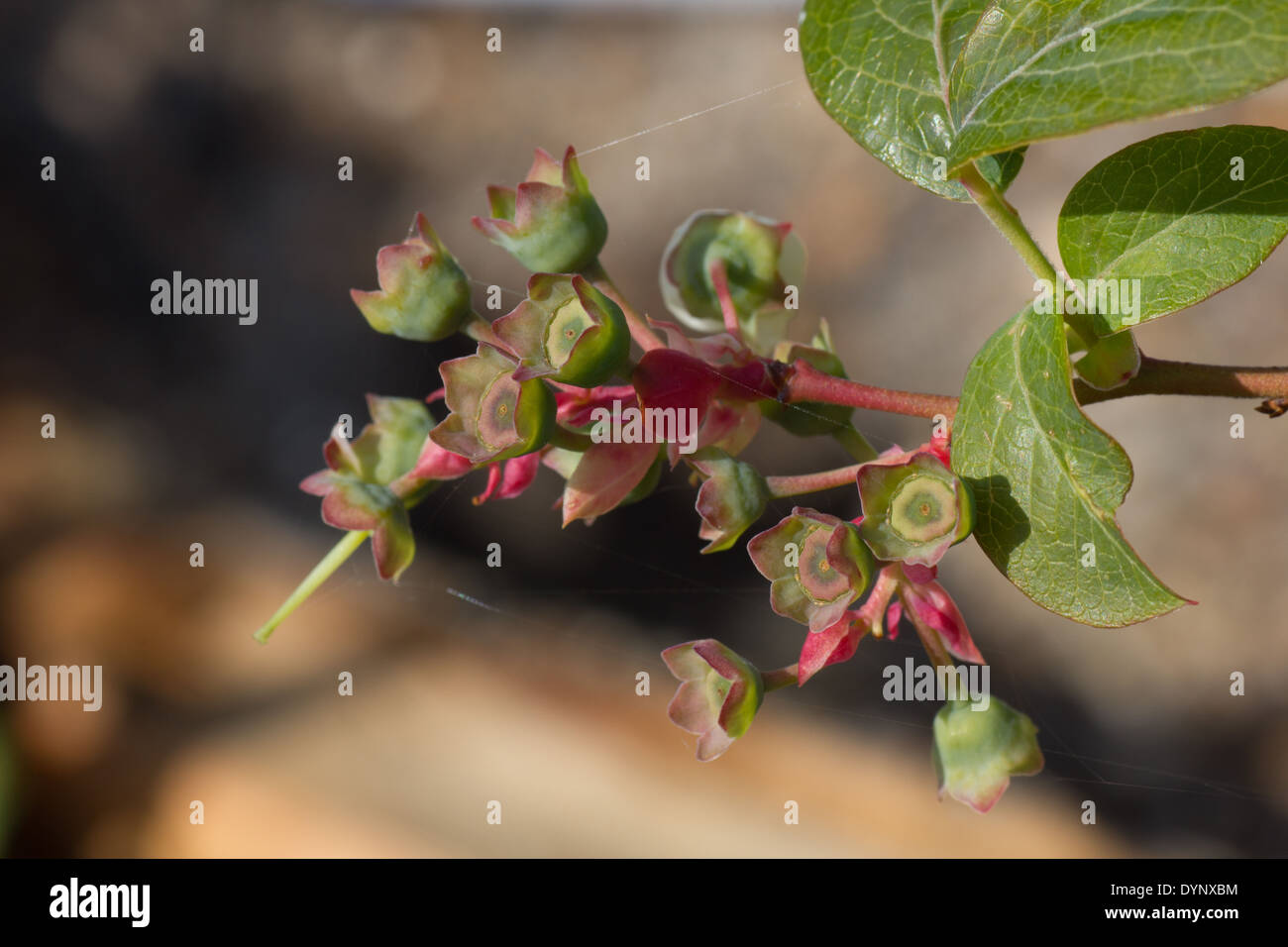 Blueberry buds, after the flowers have dropped Stock Photo - Alamy