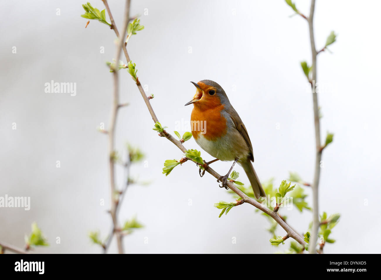 Robin, Erithacus rubecula, Single bird on branch singing, Warwickshire ...