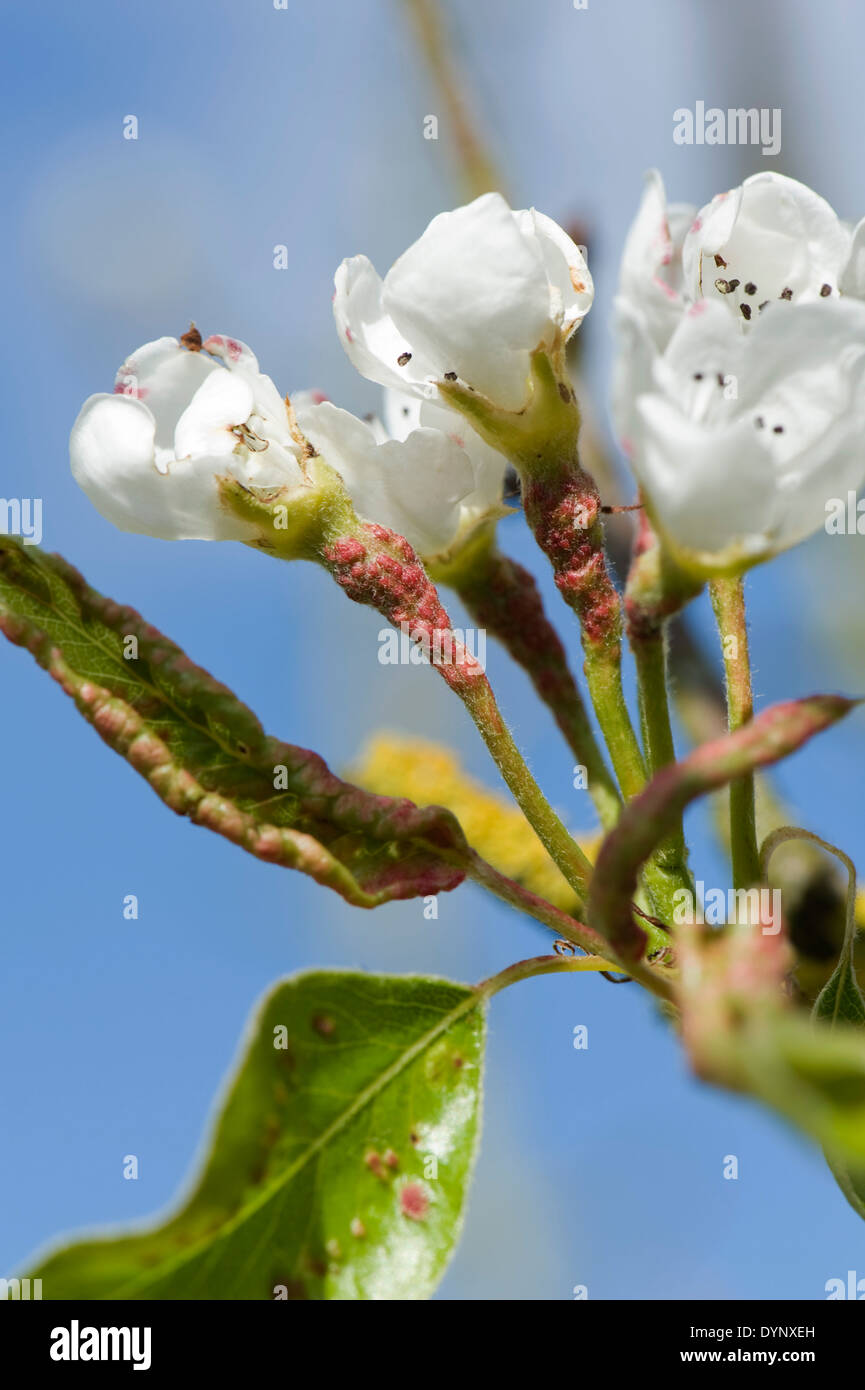 Bumps on the leaf hi-res stock photography and images - Alamy