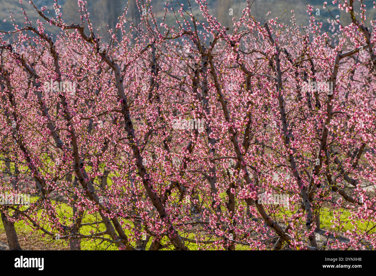 Field of Peach trees (Prunus persica) flowered in early Spring, Fraga ...