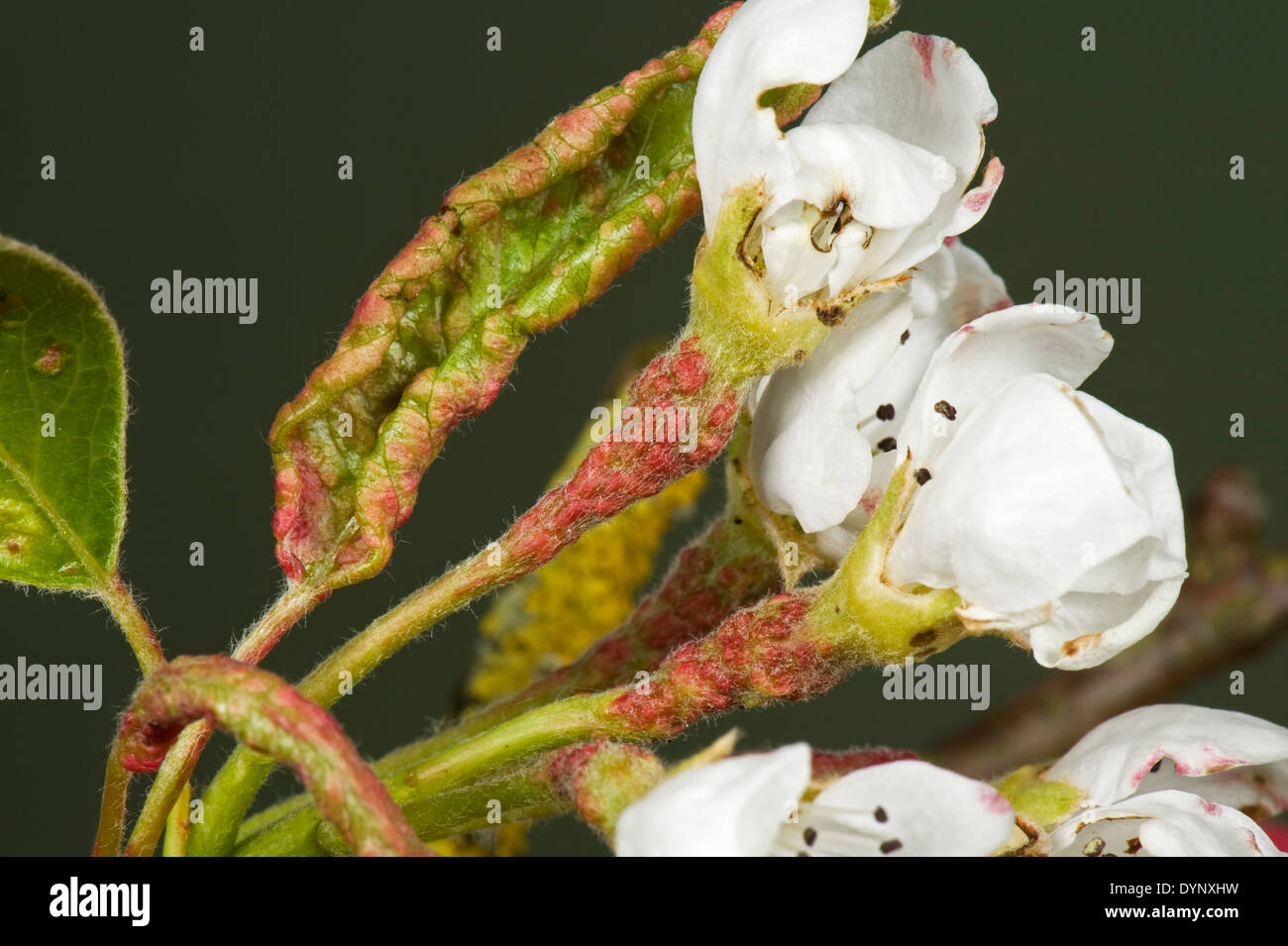 Early blisters of pear leaf blister mite, Eriophyes pyri, red on Stock ...