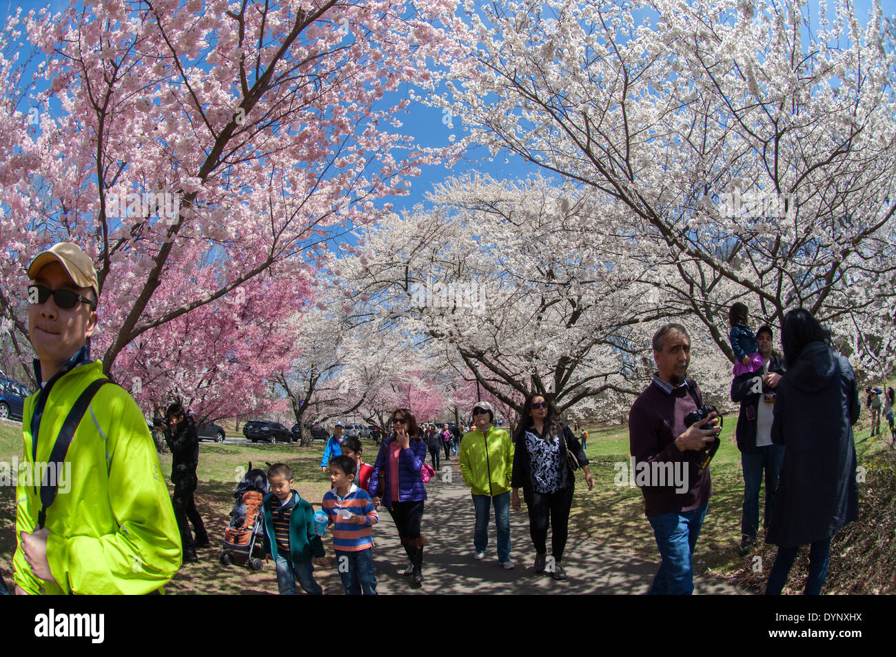 Cherry blossoms are in bloom at Branch Brook Park in Newark, New Jersey ...