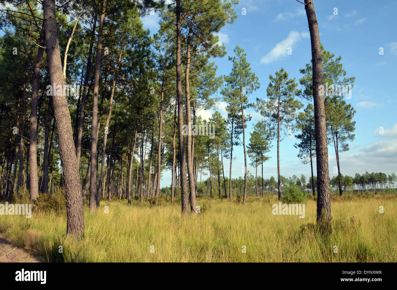 Pine trees in the Landes forest, Aquitaine, France Stock Photo - Alamy