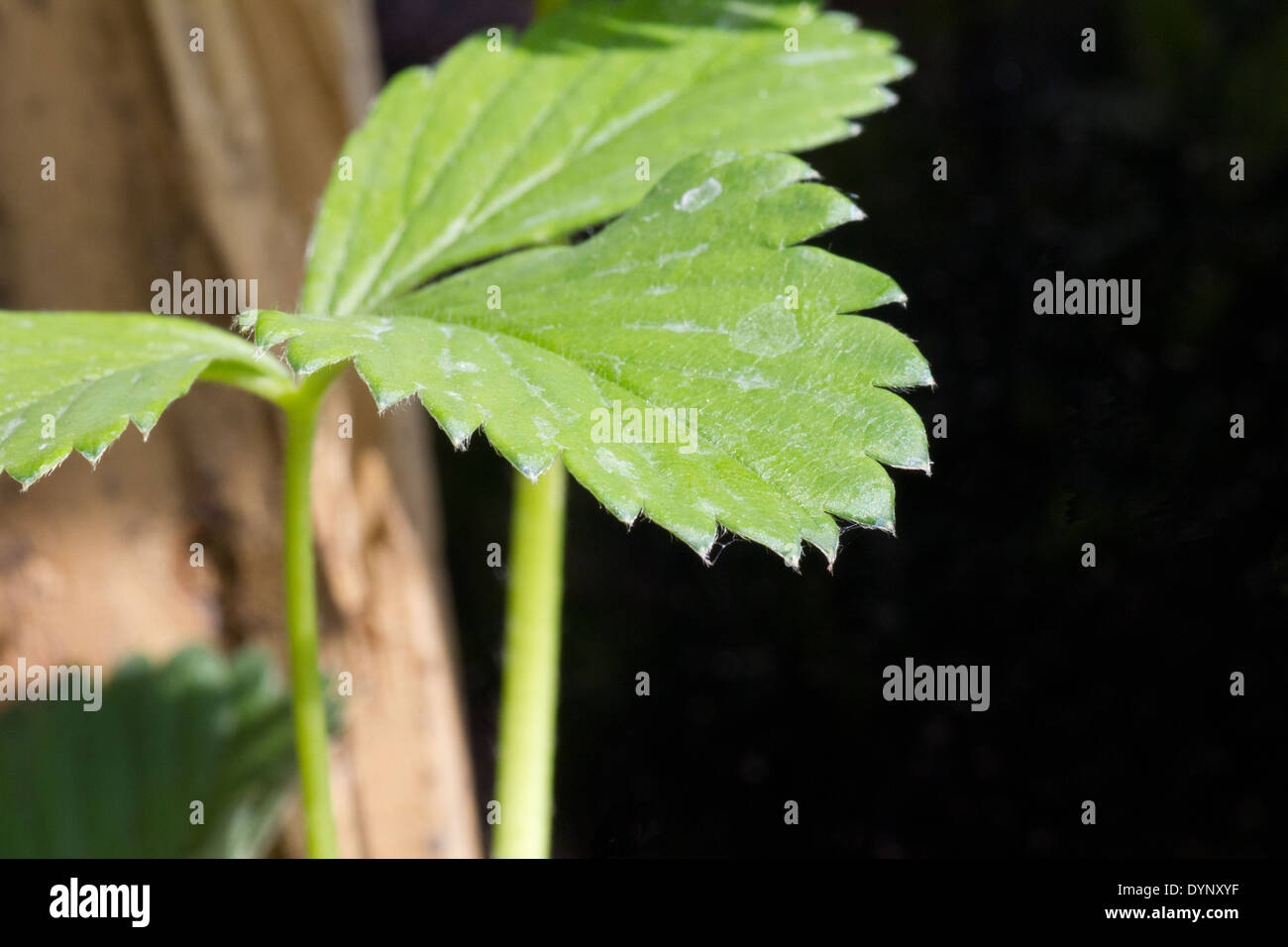 MAcro shot demonstrating the jagged serrated edge of a strawberry leaf ...