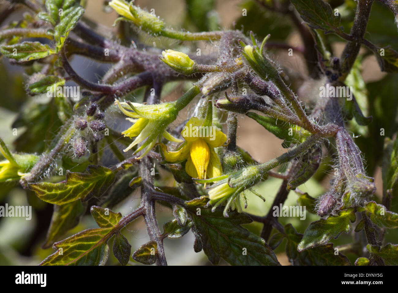 Tumbling Tomato Plant Flowers Stock Photo - Alamy