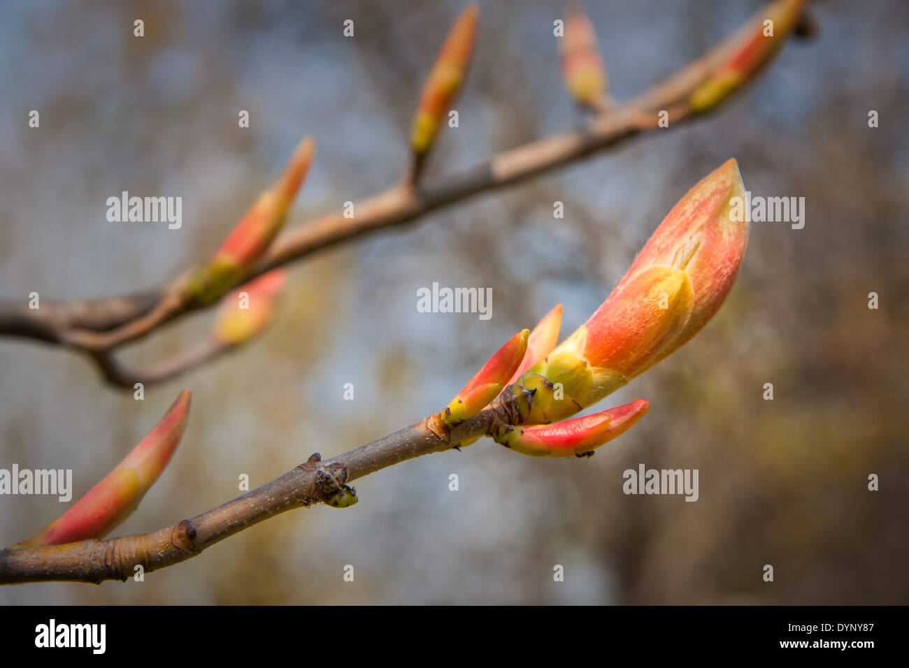 Buds of chestnut tree hi-res stock photography and images - Alamy