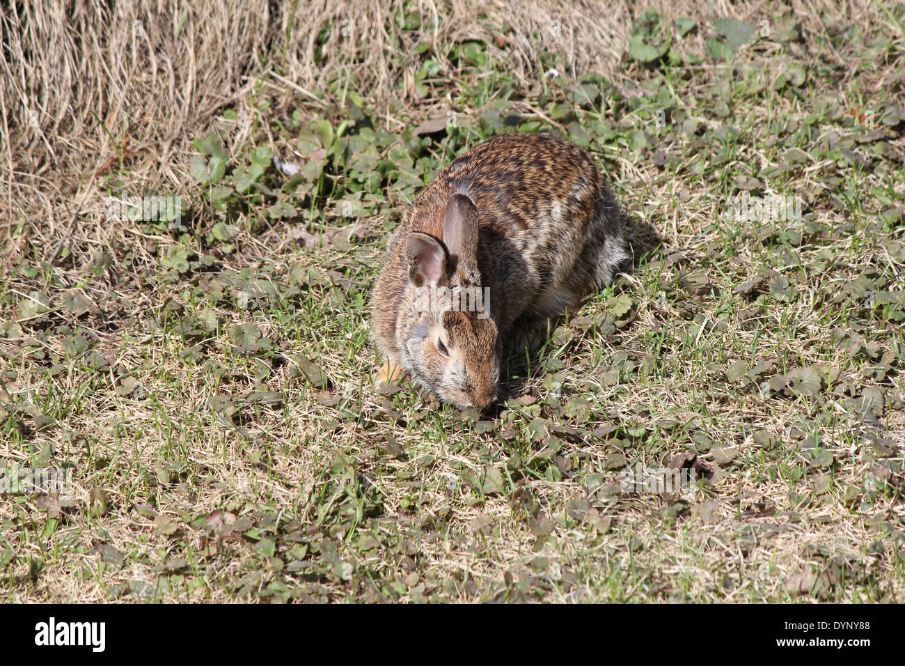 Eastern Cottontail Rabbit (Sylvilagus floridanus) in a backyard of a ...