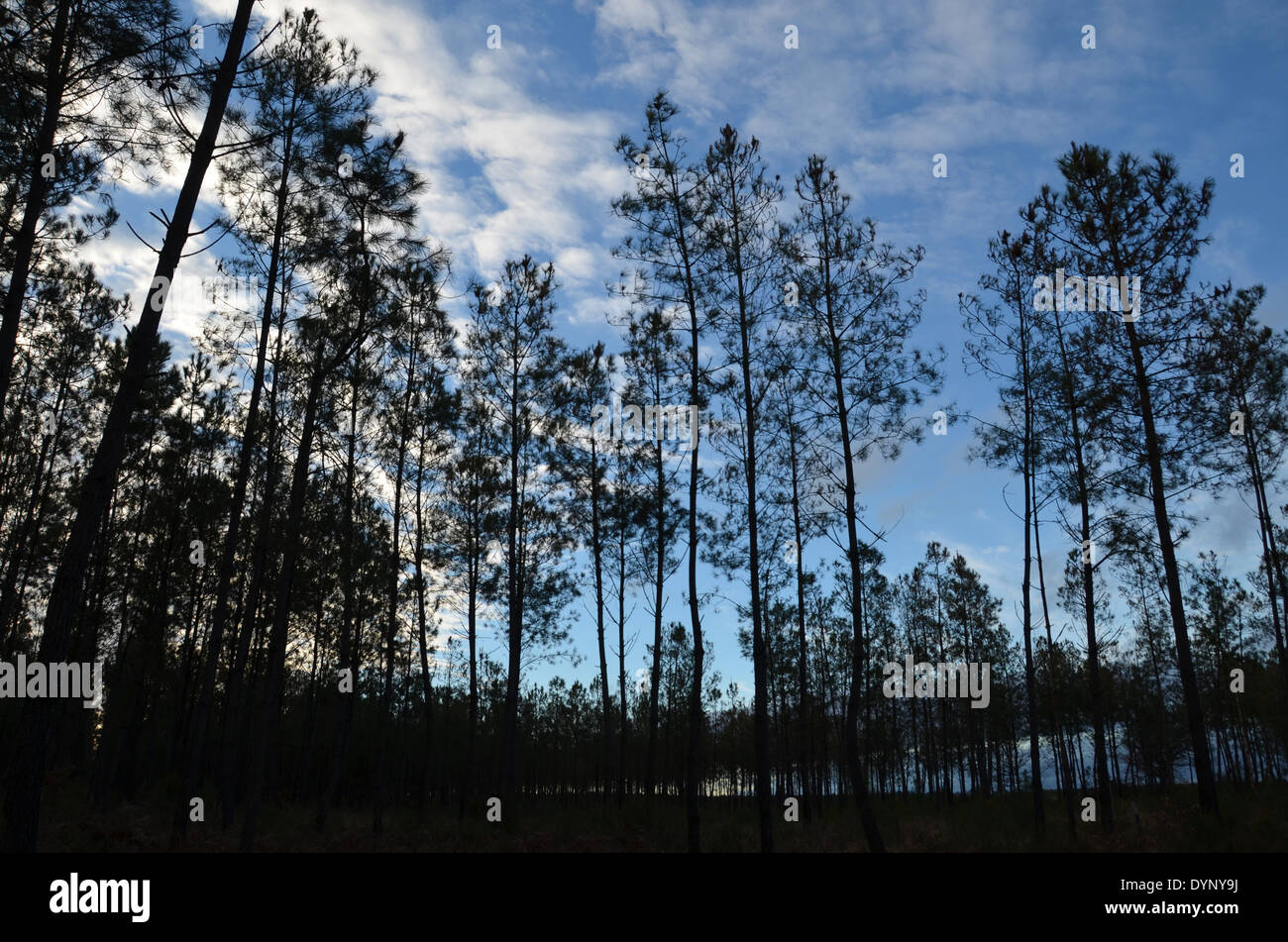 Pine trees landes forest france hi-res stock photography and images - Alamy