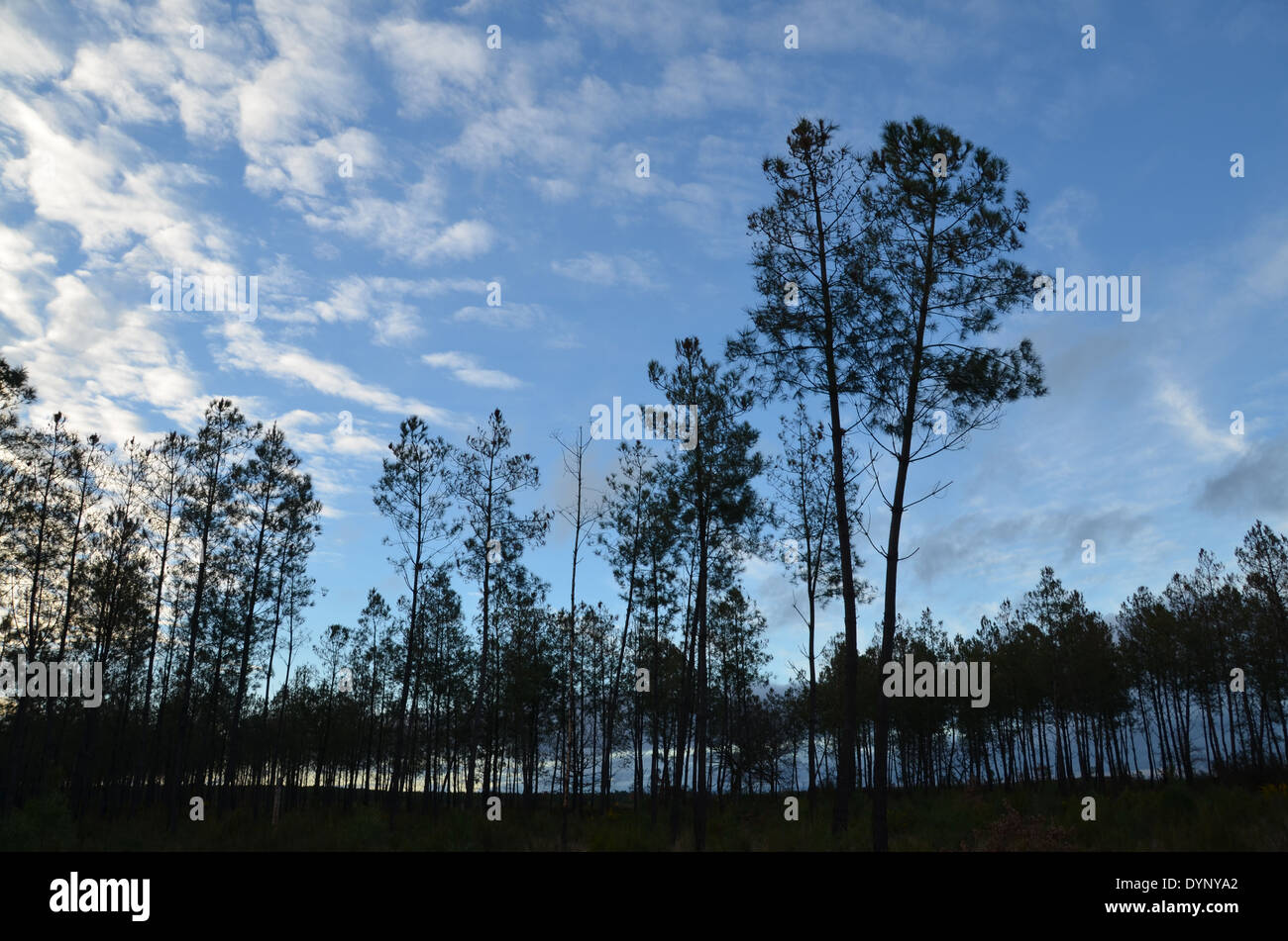 Landes france pine hi-res stock photography and images - Alamy