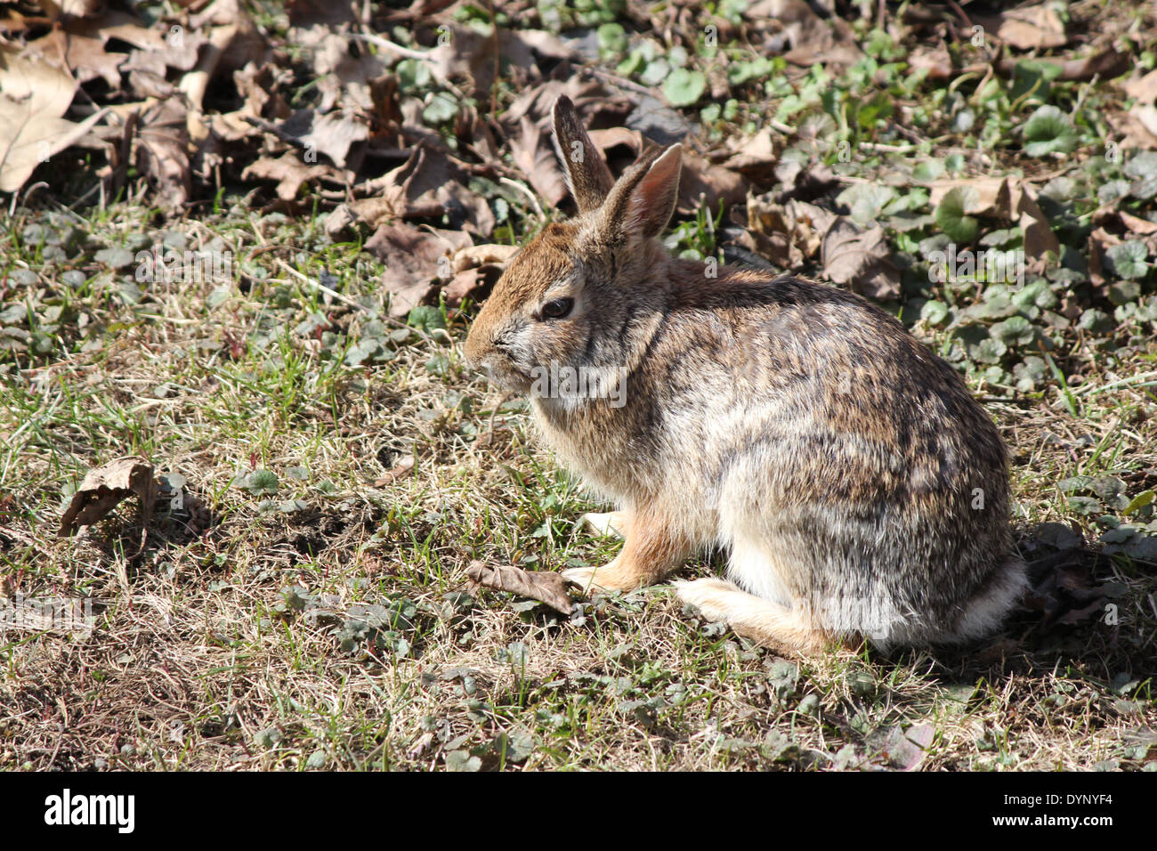 Eastern Cottontail Rabbit (Sylvilagus floridanus) in a backyard of a ...