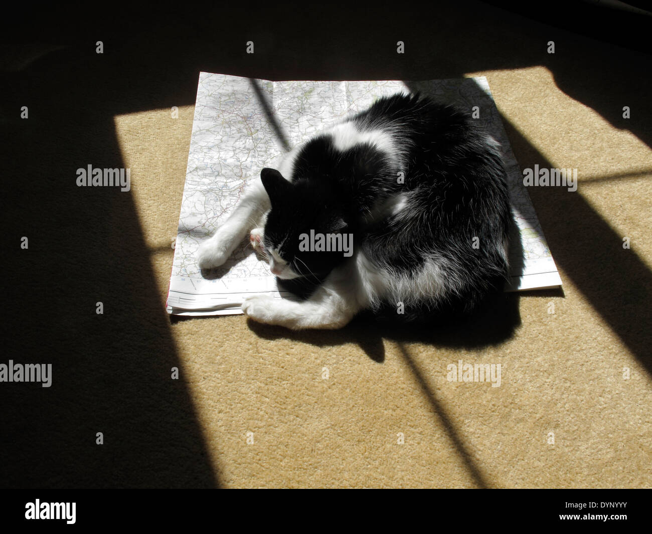 Cat sleeping on a map under the shadow of a window Stock Photo - Alamy