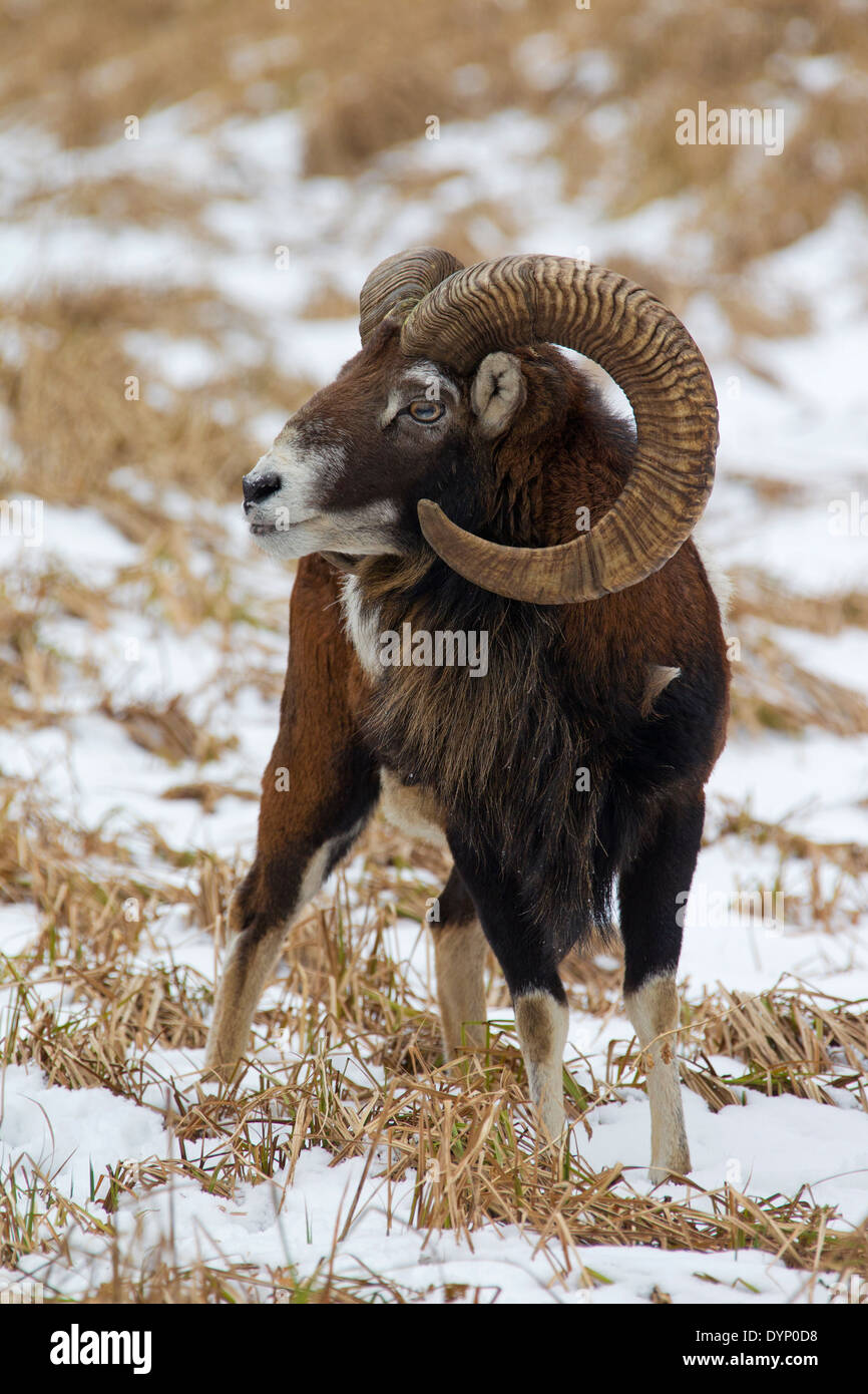 Ovis ammon hi-res stock photography and images - Alamy