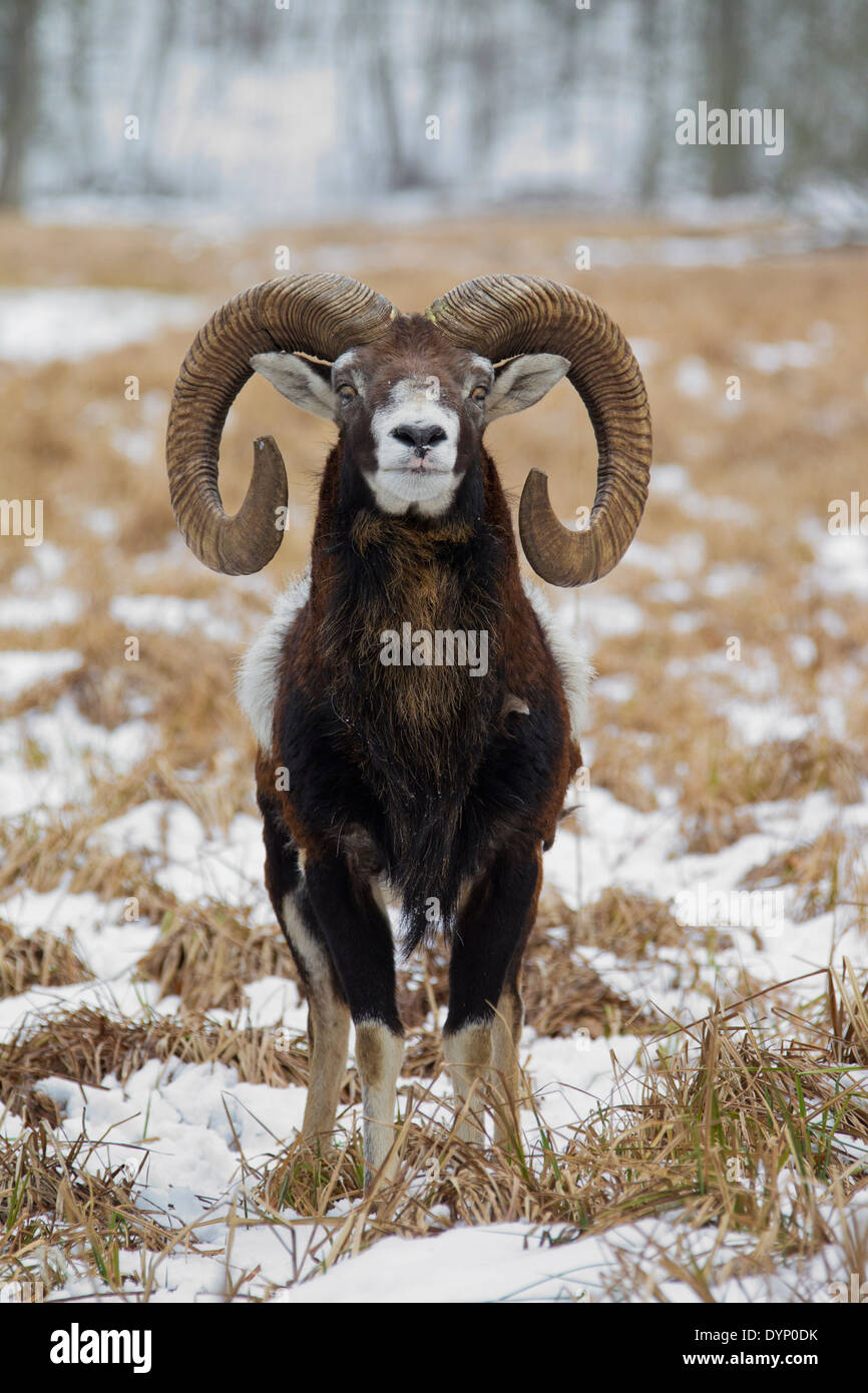 European mouflon (Ovis gmelini musimon / Ovis ammon / Ovis orientalis ...