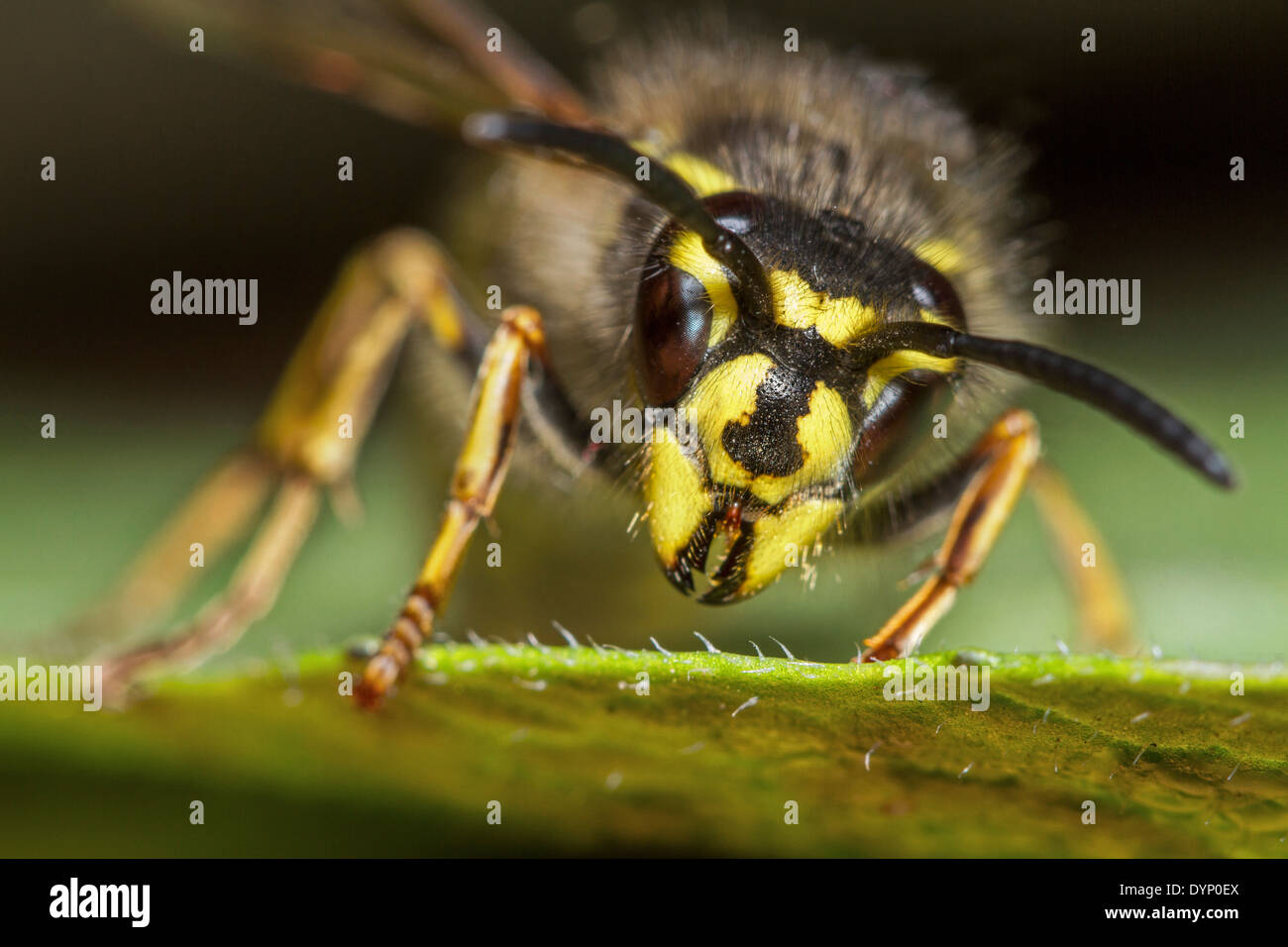 Queen Wasp Stock Photos & Queen Wasp Stock Images - Alamy