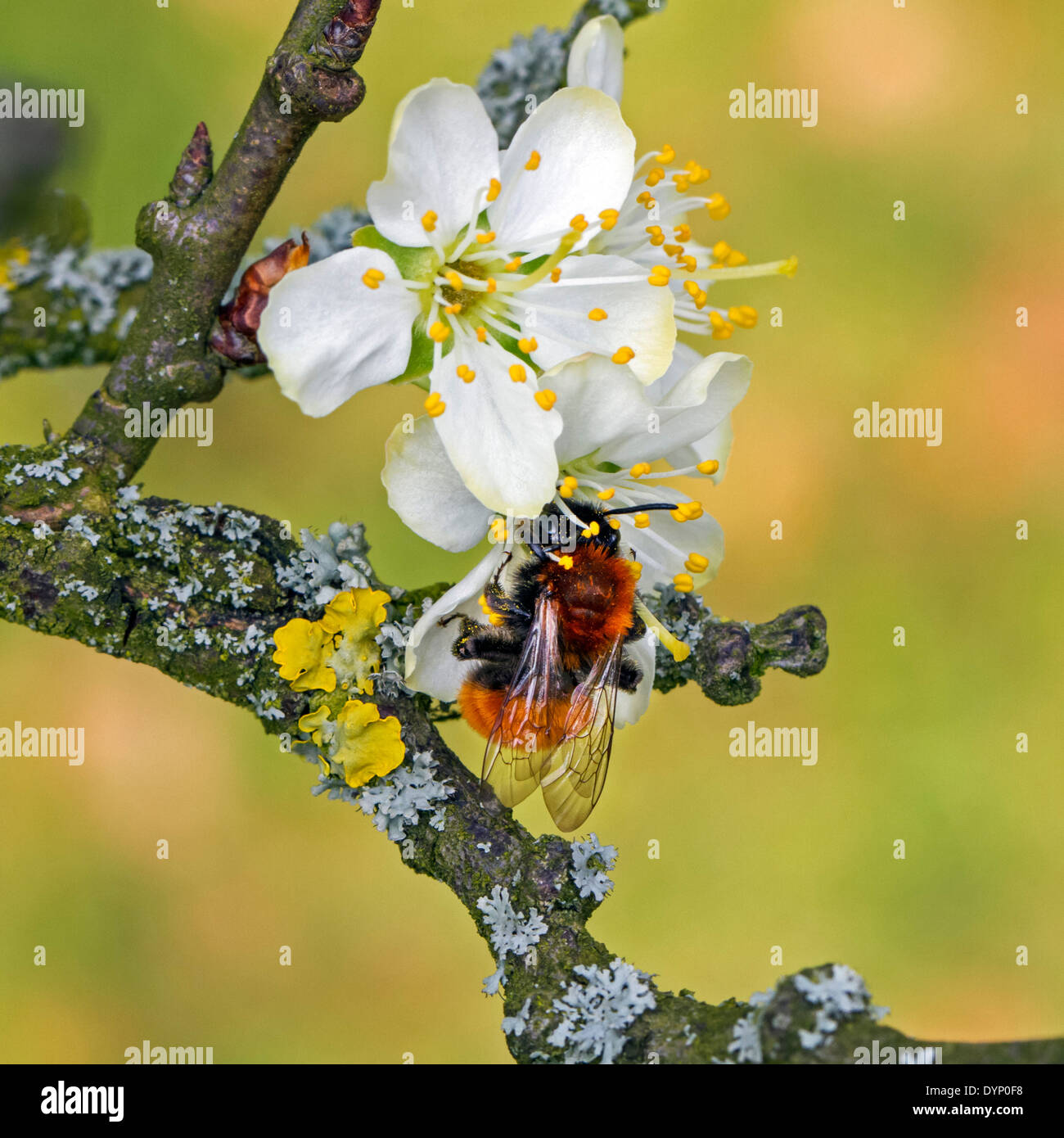 Tawny mining bee (Andrena fulva / Andrena armata) collecting nectar and ...