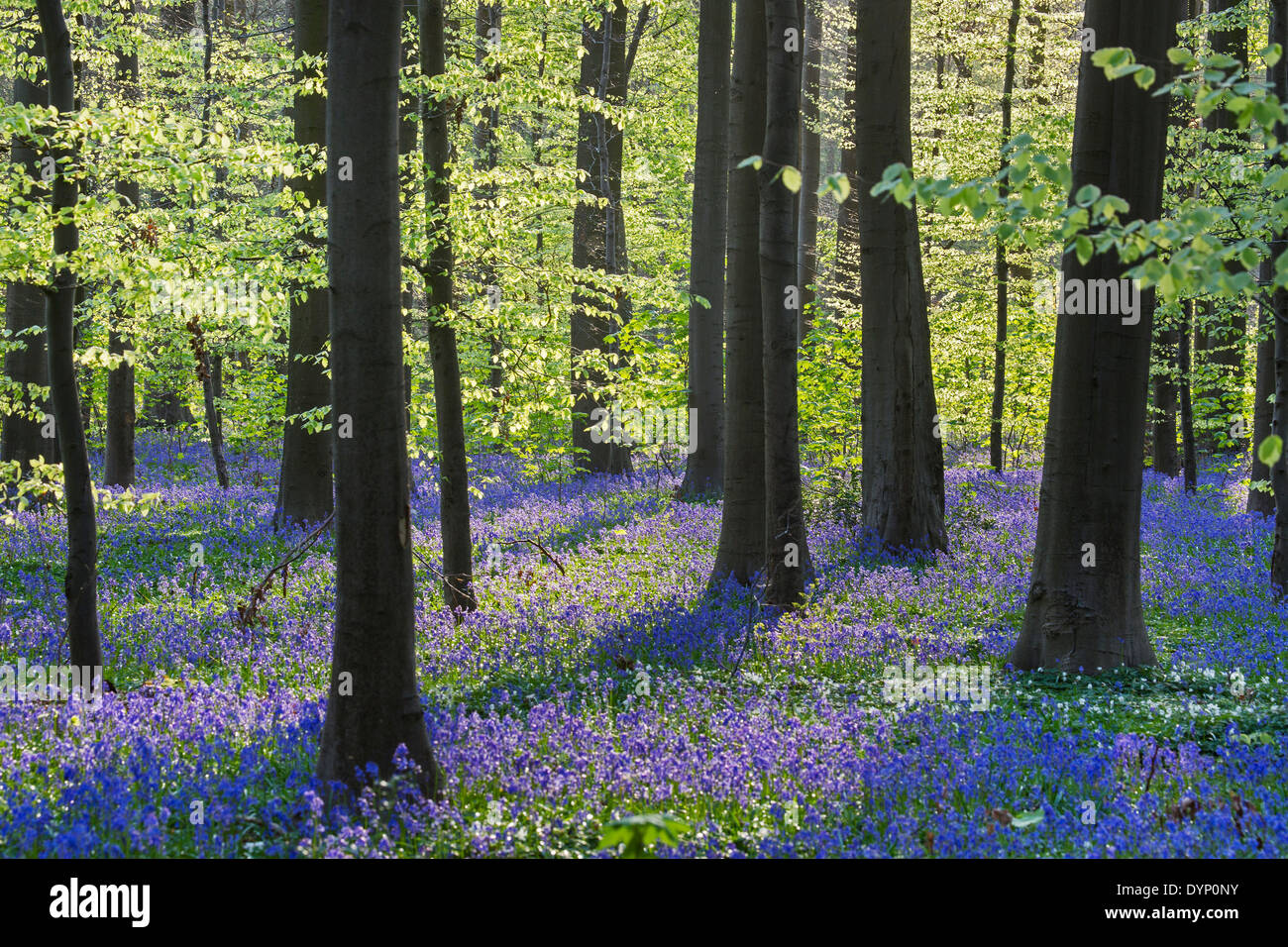 Spring forest flowers hi-res stock photography and images - Alamy