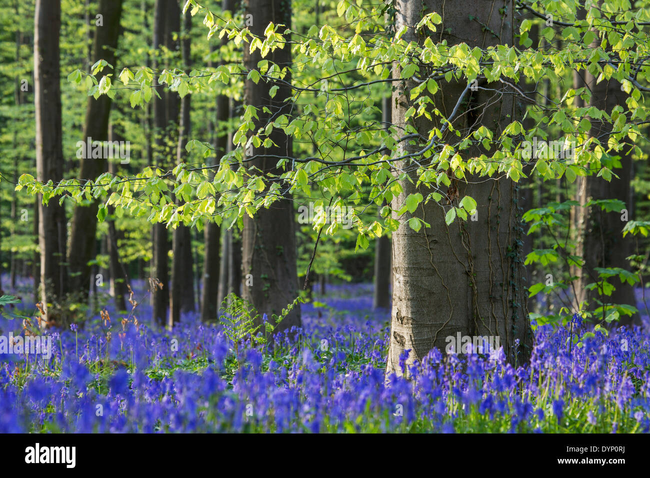 Bluebells (Endymion nonscriptus) in flower in beech forest (Fagus ...