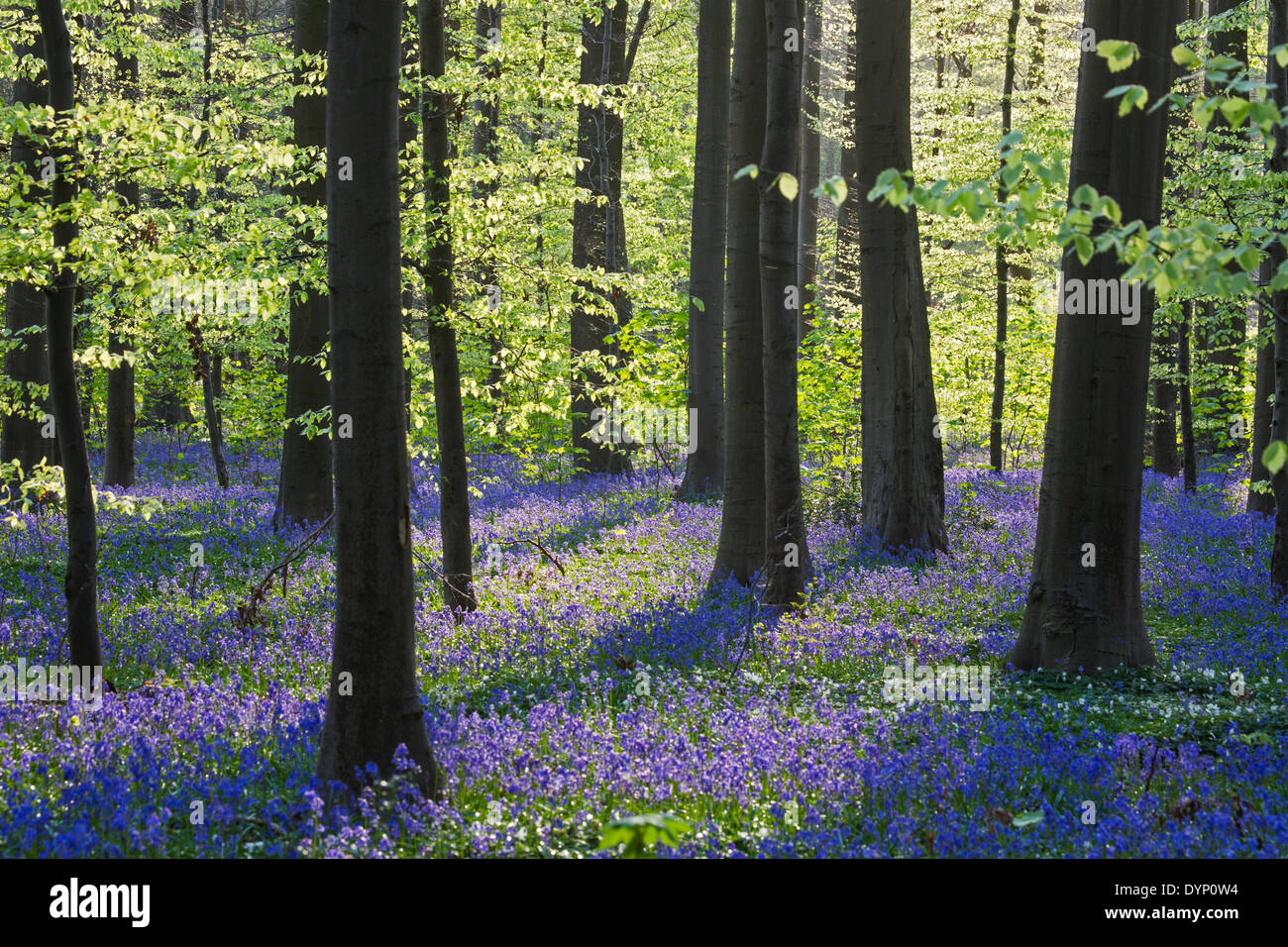 Bluebells (Endymion nonscriptus) in flower in beech forest (Fagus ...
