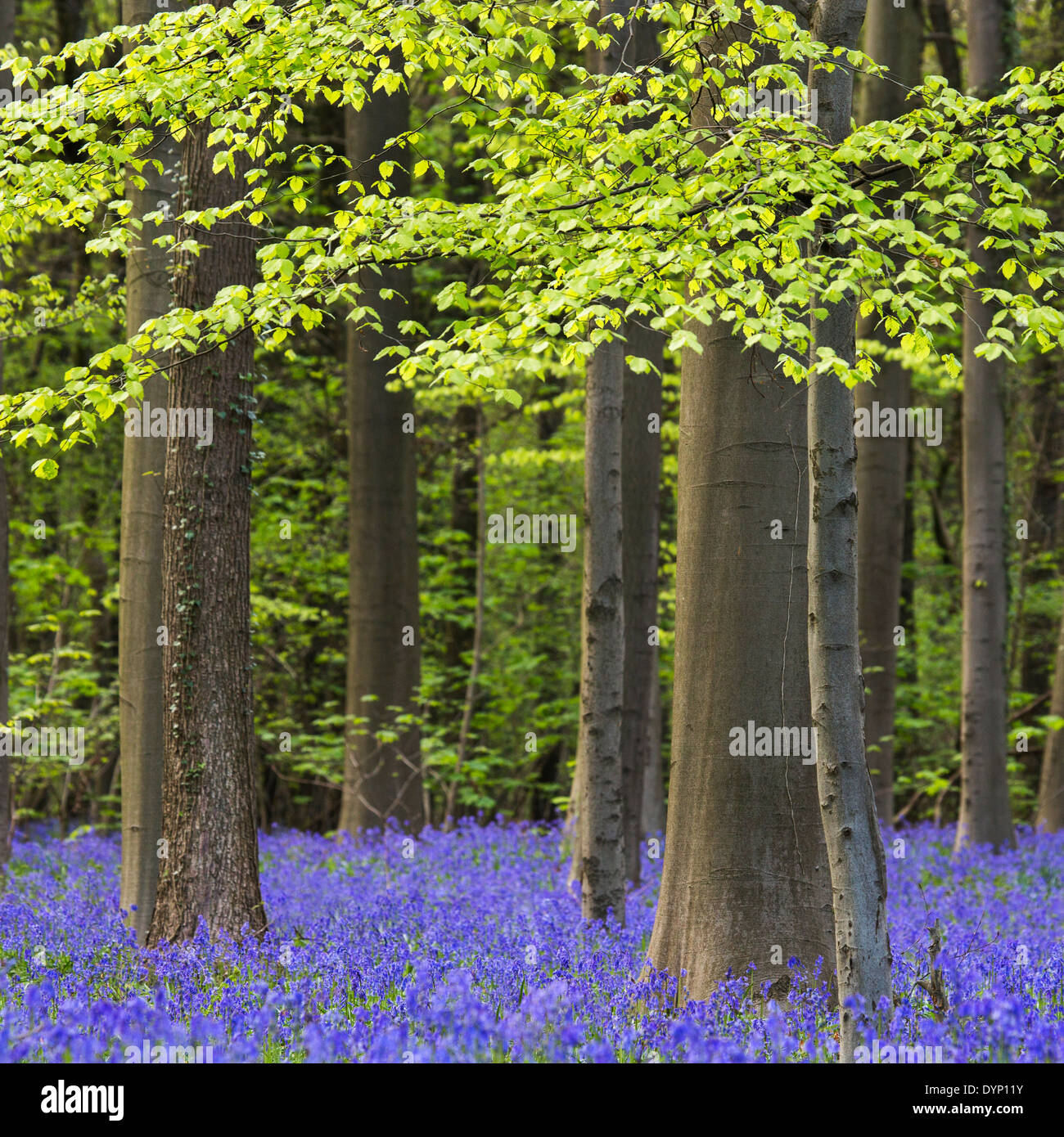 Bluebells (Endymion nonscriptus) in flower in beech forest (Fagus ...