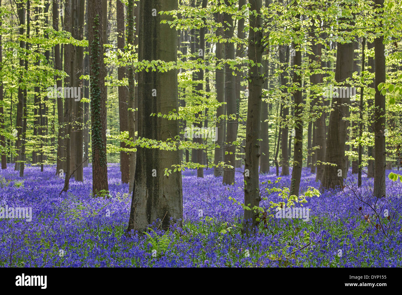 Bluebells (Endymion nonscriptus) in flower in beech forest (Fagus ...
