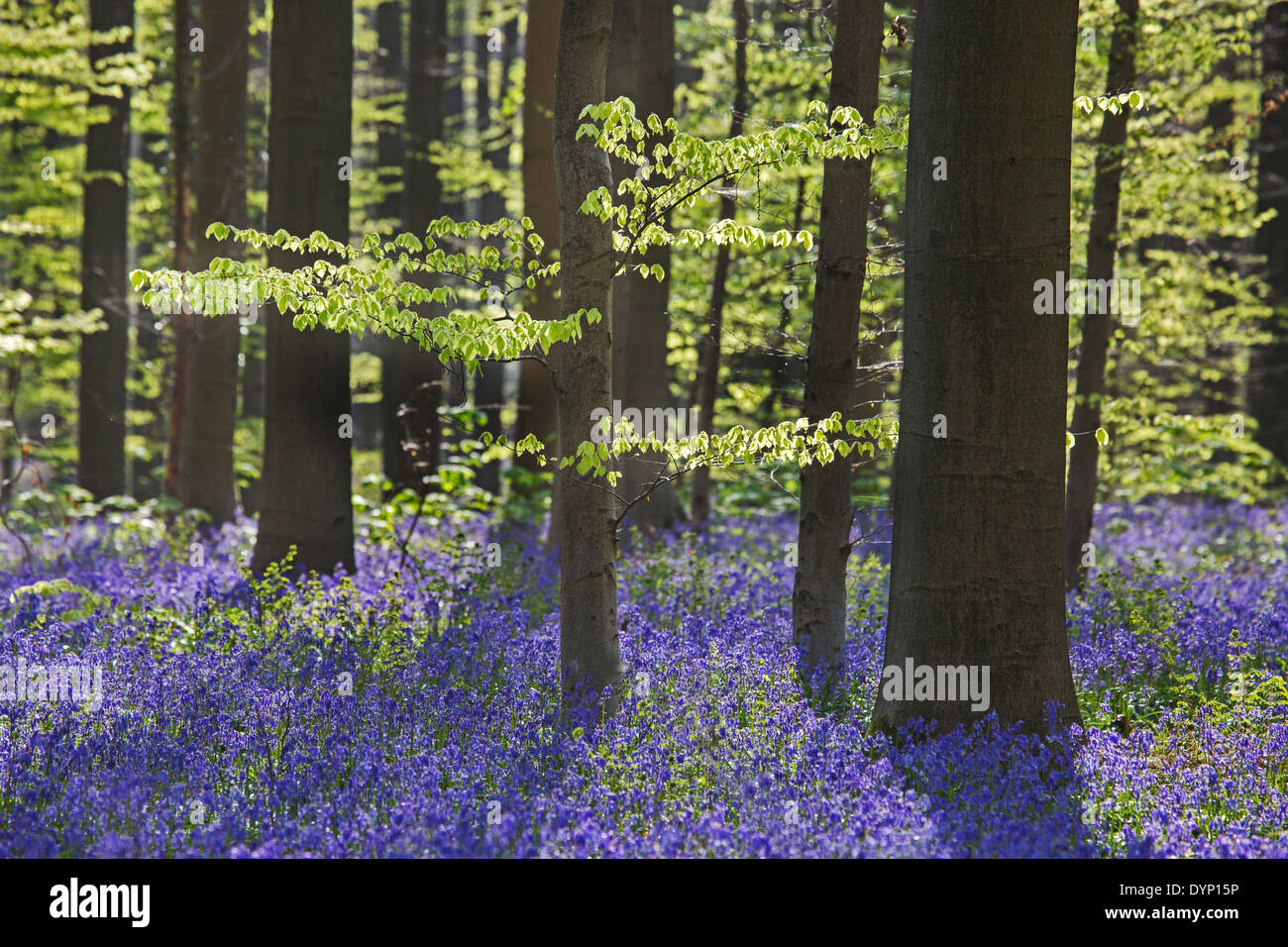 Bluebells (Endymion nonscriptus) in flower in beech forest (Fagus ...